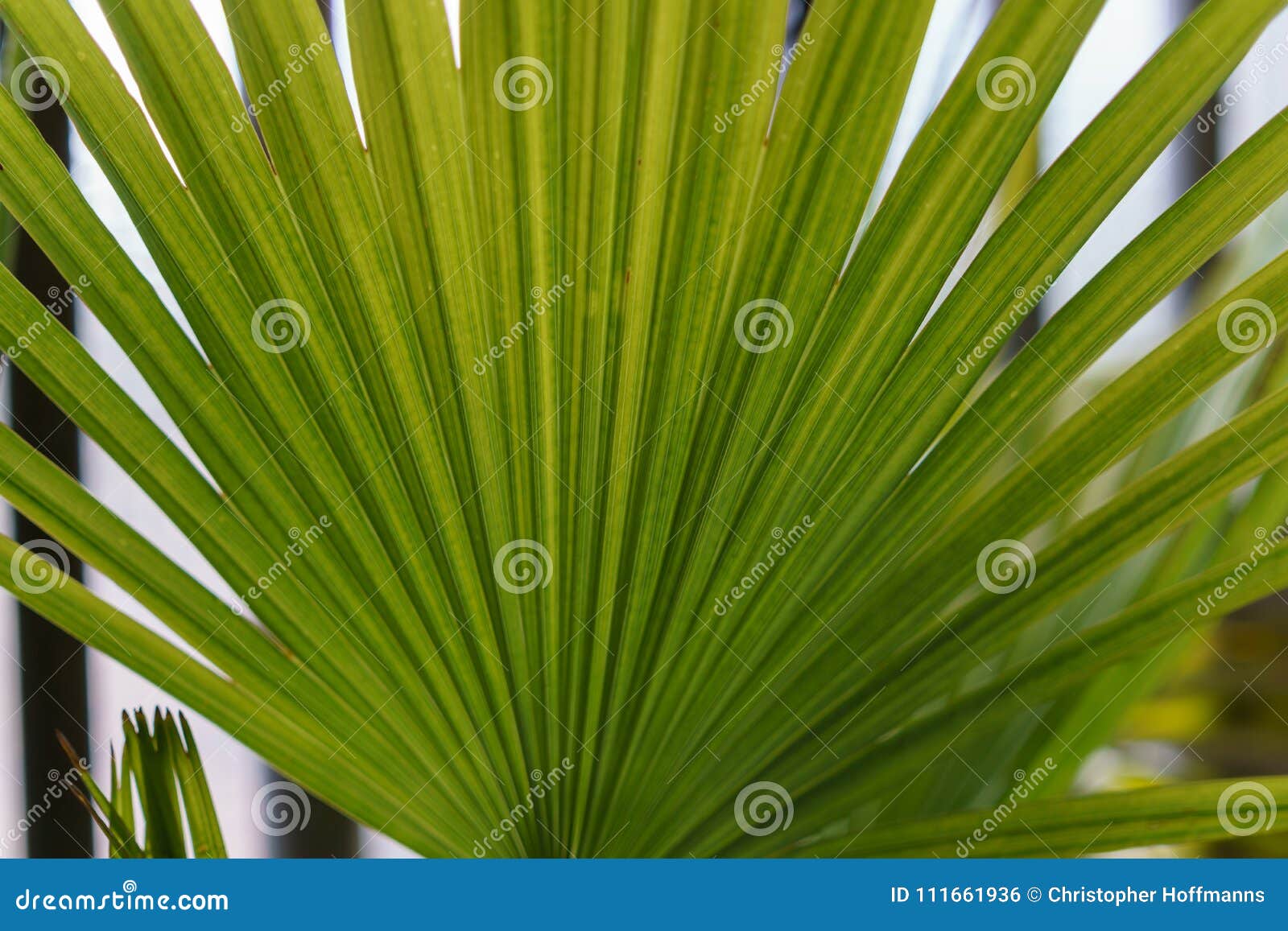 Nice green palm front stock photo. Image of arecales - 111661936