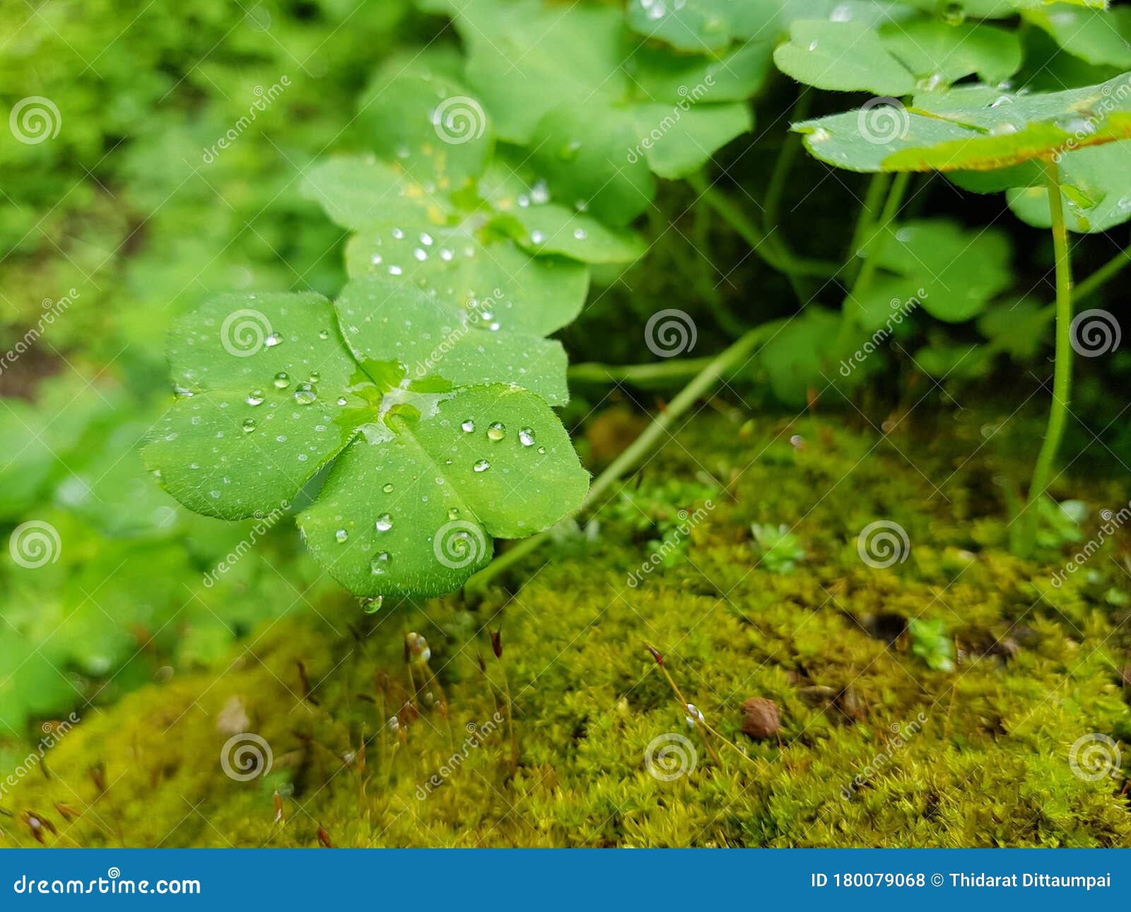 Nice Green Plants in the Nature Stock Photo - Image of feel, nice ...