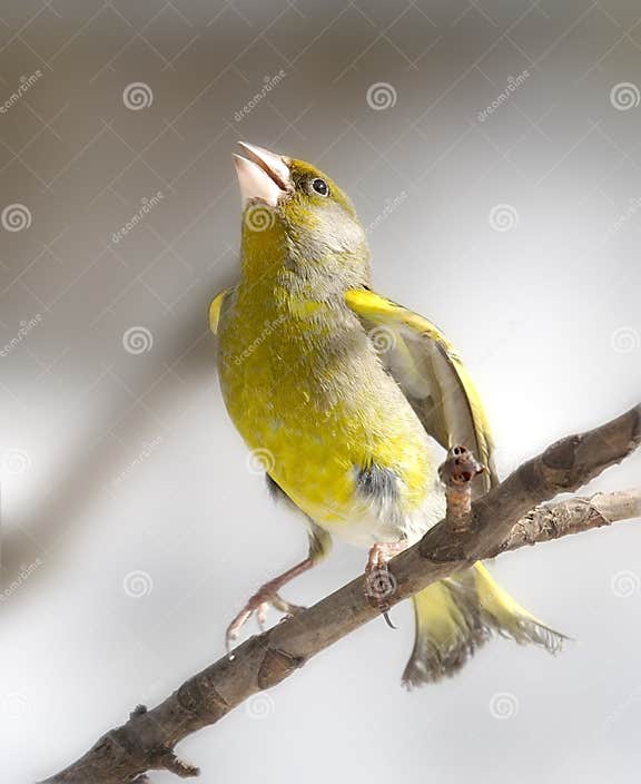 The Nice Green Singing Bird Stock Photo - Image of wing, fauna: 9697114