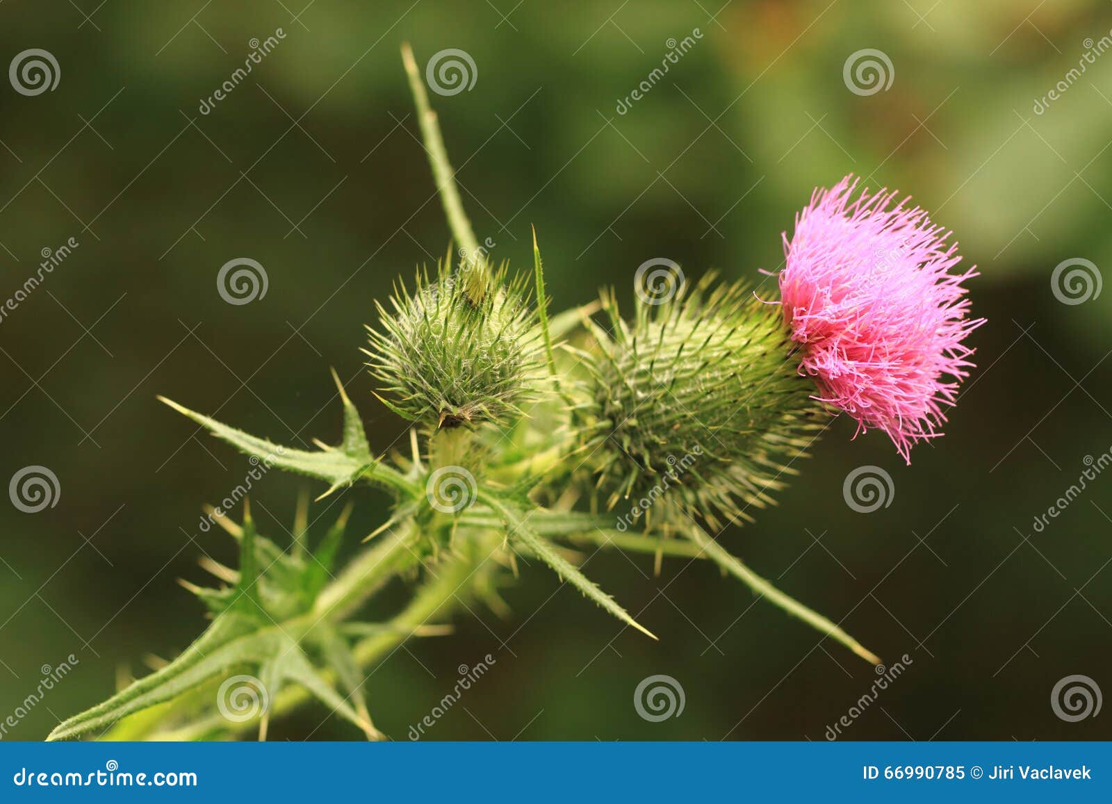 Big Green Thistle In The Garden In Front Of The House Royalty-Free ...