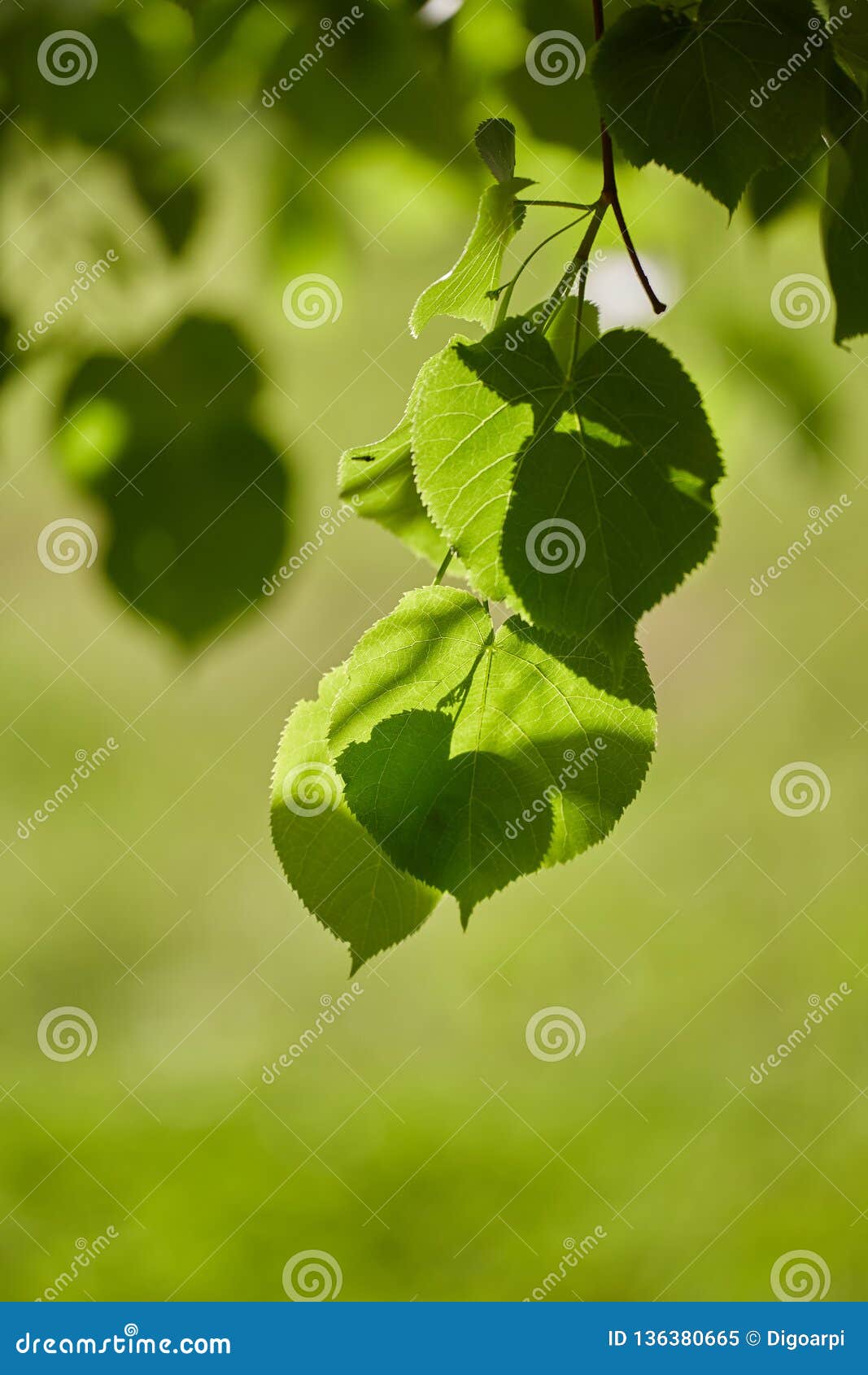 Nice Green Tilia Tree Leaves at Spring Stock Image - Image of plant ...