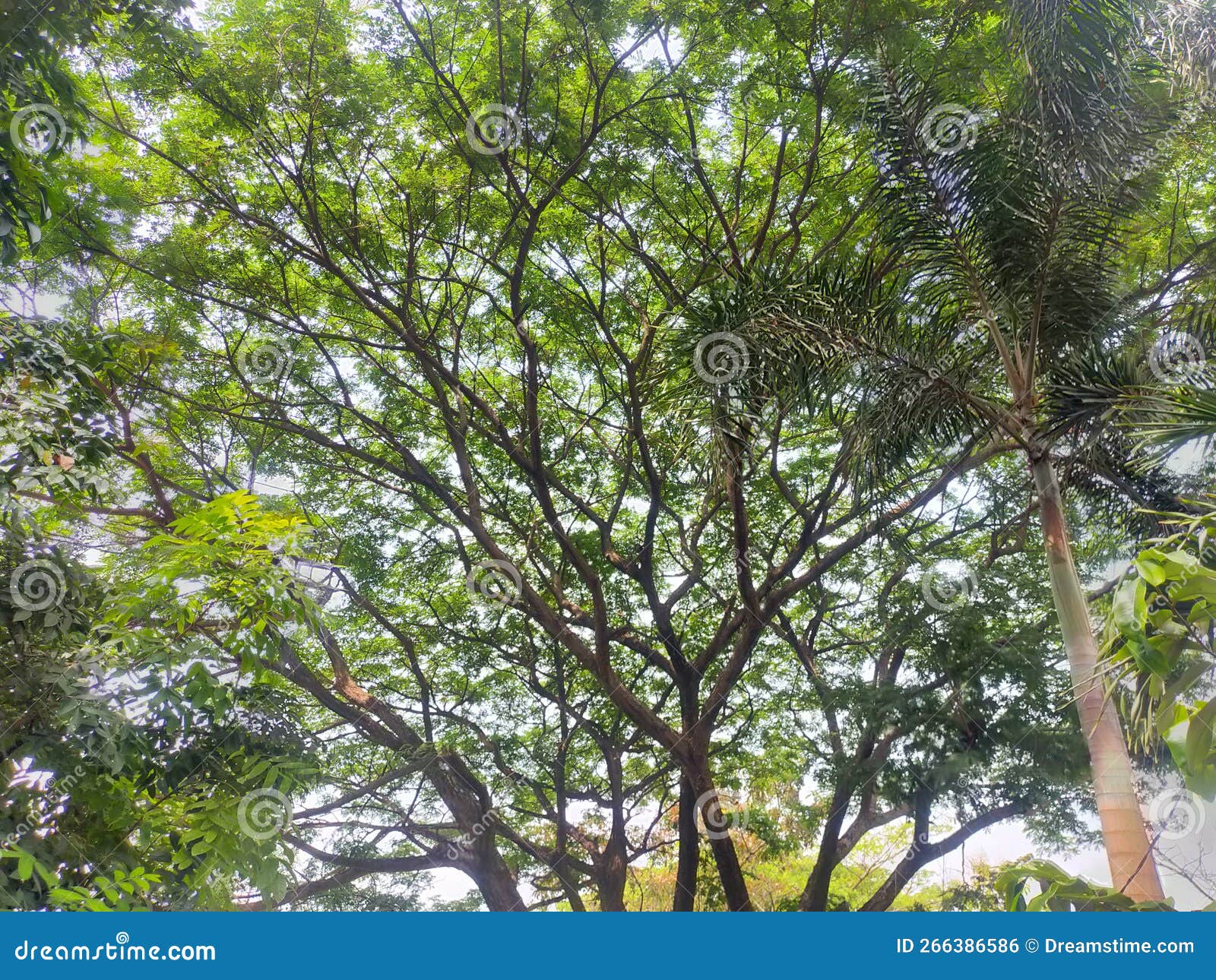 A Nice Green Tree To See in the Morning Stock Photo - Image of park ...