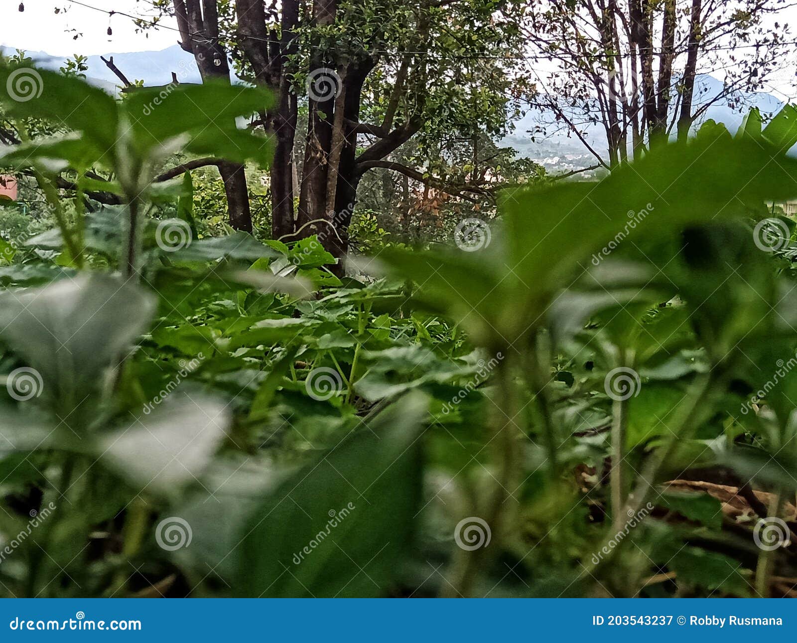 Nice green view stock image. Image of forest, nice, view - 203543237