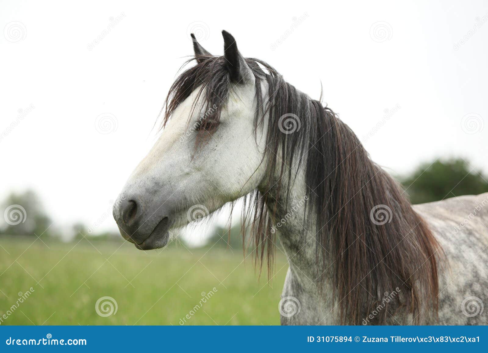 Nice Grey Fell Pony Mare on Pasturage Stock Photo - Image of mammal ...
