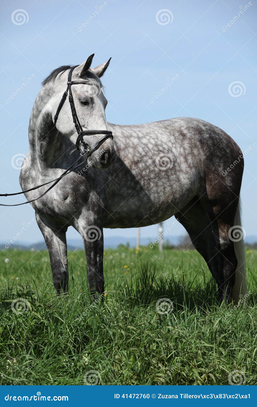 Nice Grey Pony with Bridle Standing in the Grass Stock Photo - Image of ...