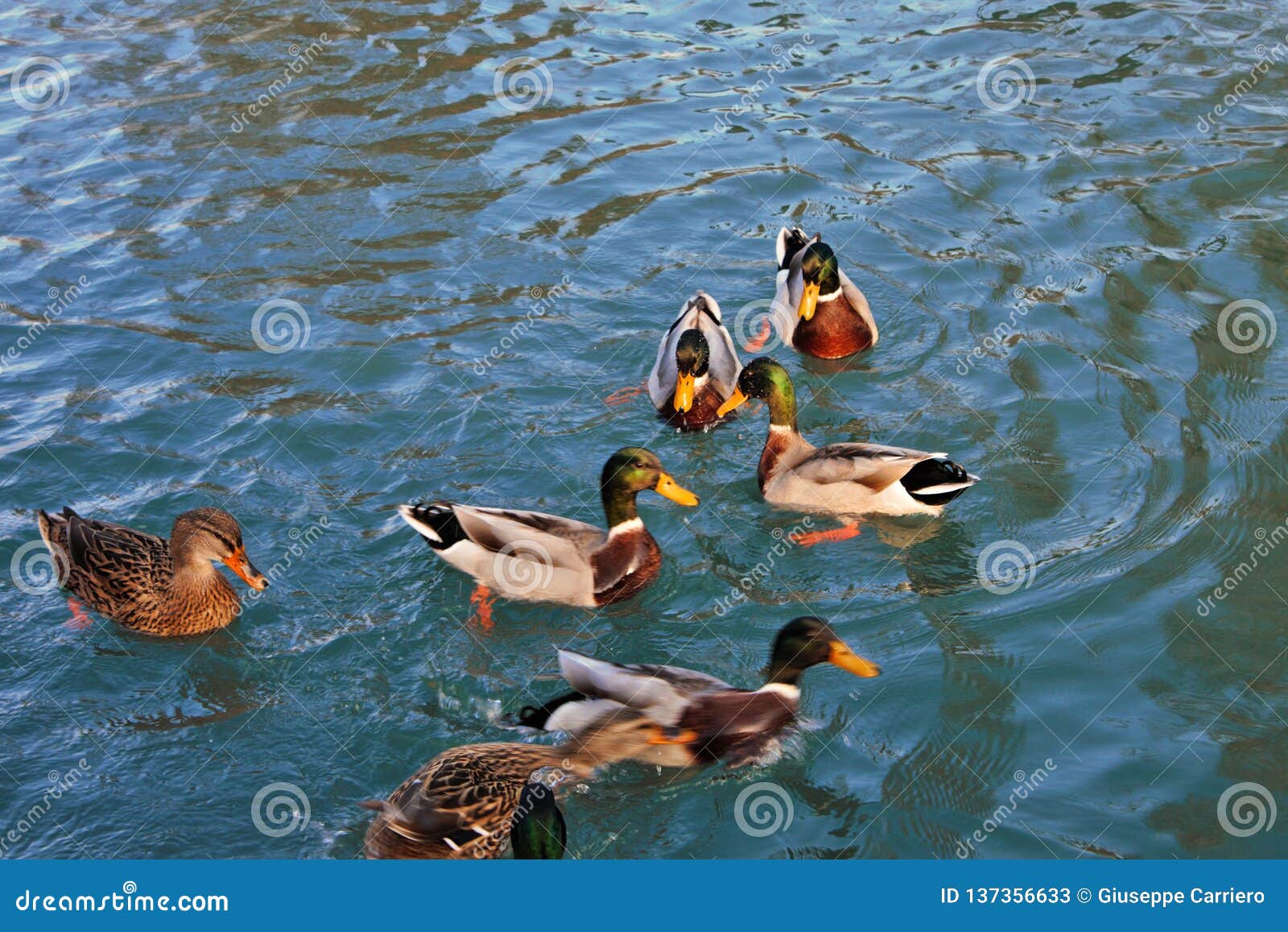 A Nice Group of Ducks Busy Eating. Stock Image - Image of nice, ducks ...