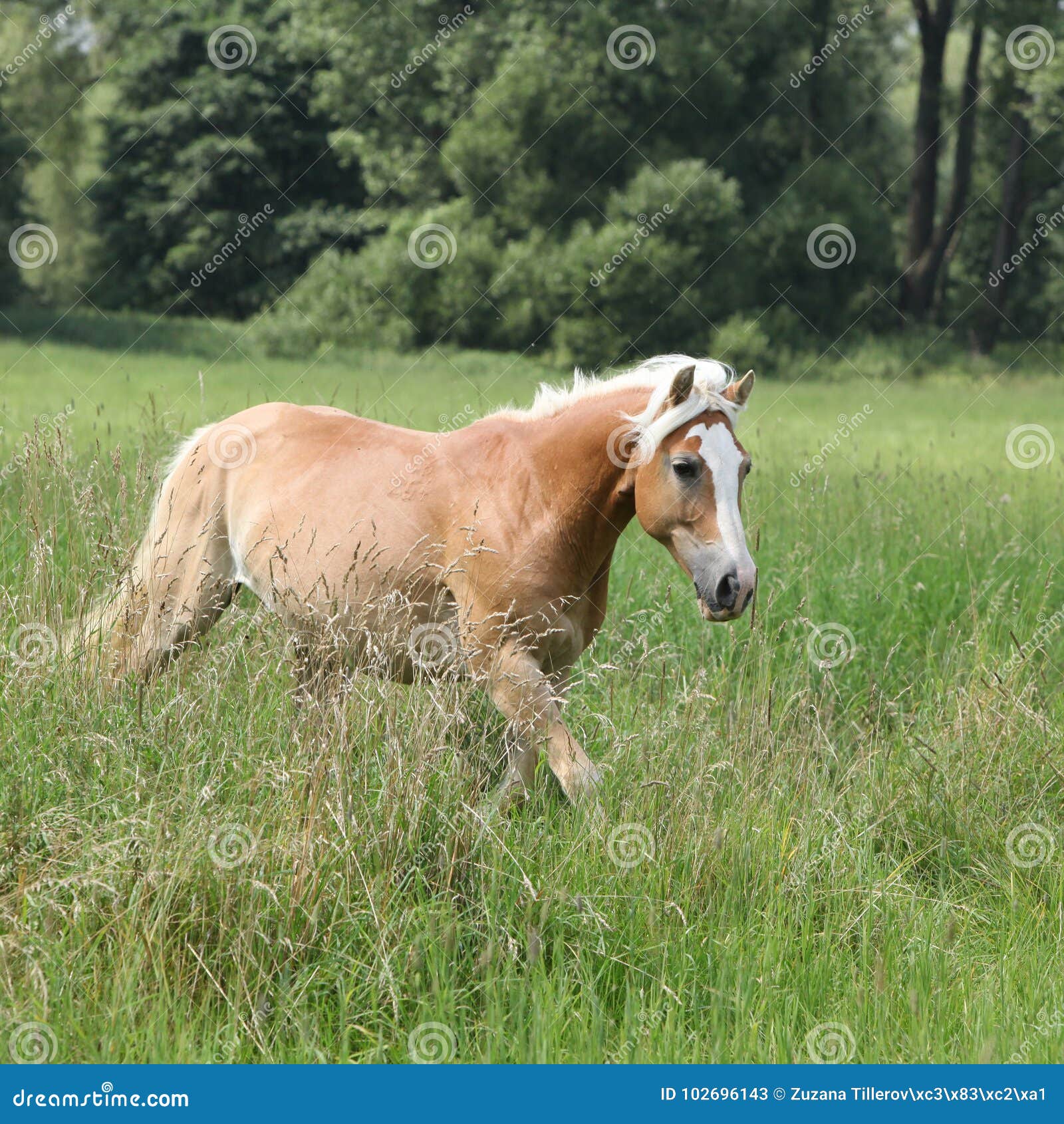 Nice Haflinger Running in Freedom Stock Image - Image of equestrian ...