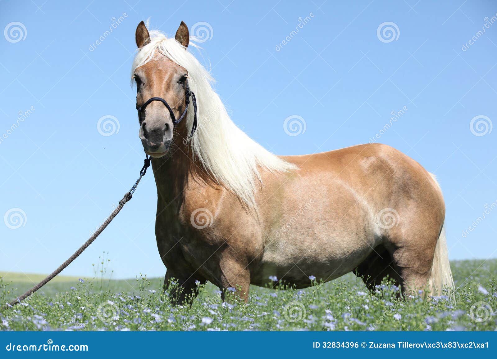 Nice haflinger stock photo. Image of inaction, equestrian - 32834396