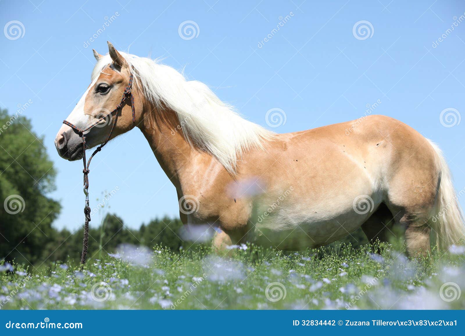 Nice haflinger stock photo. Image of still, horse, equestrian - 32834442