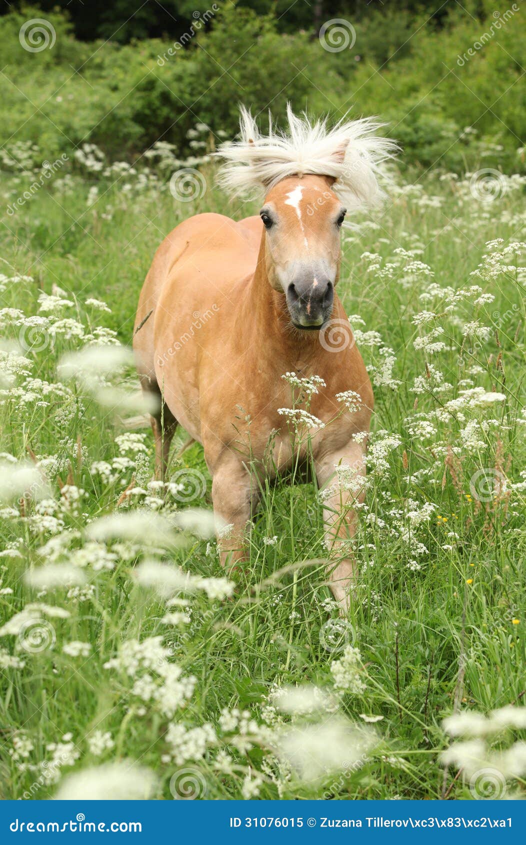 Nice Haflinger Running in Freedom Stock Image - Image of move, equine ...
