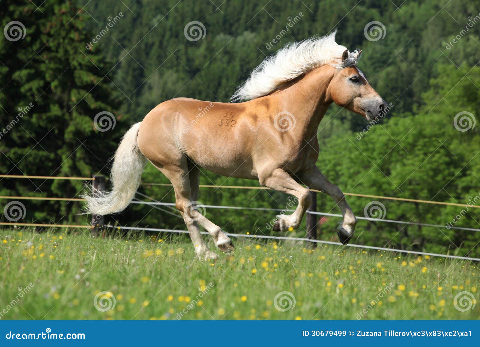Nice Haflinger Stallion Running on Pasturage Stock Image - Image of ...