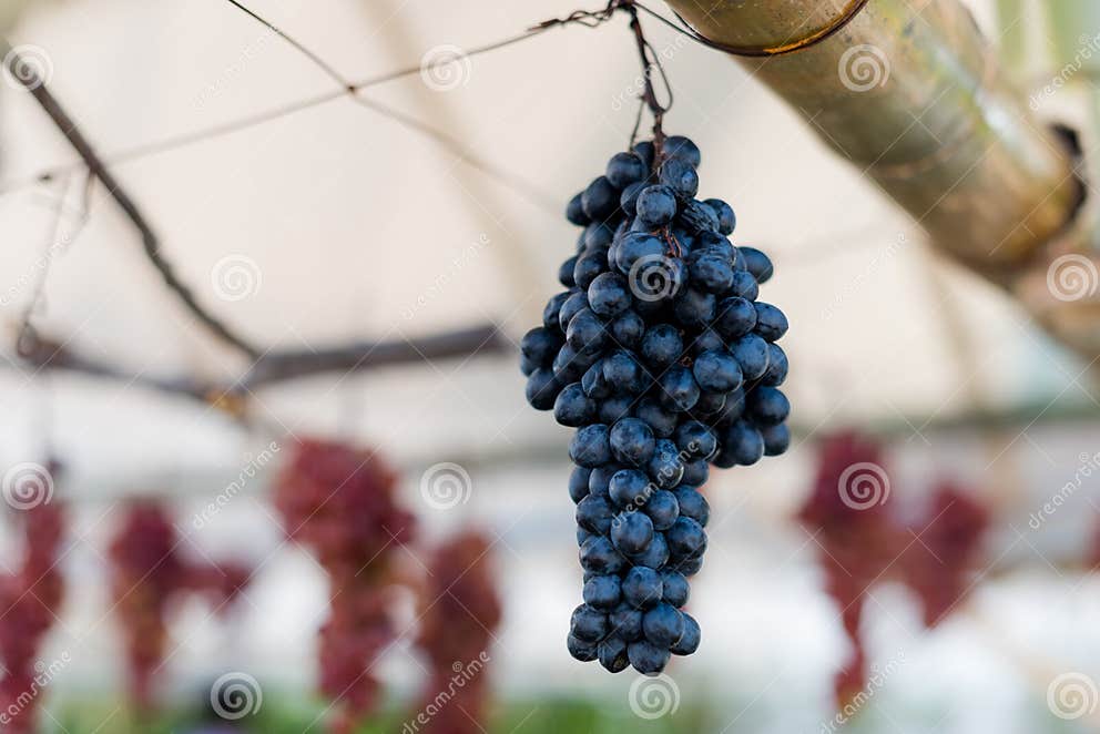Nice hanging grape fruit stock photo. Image of autumn - 98578720