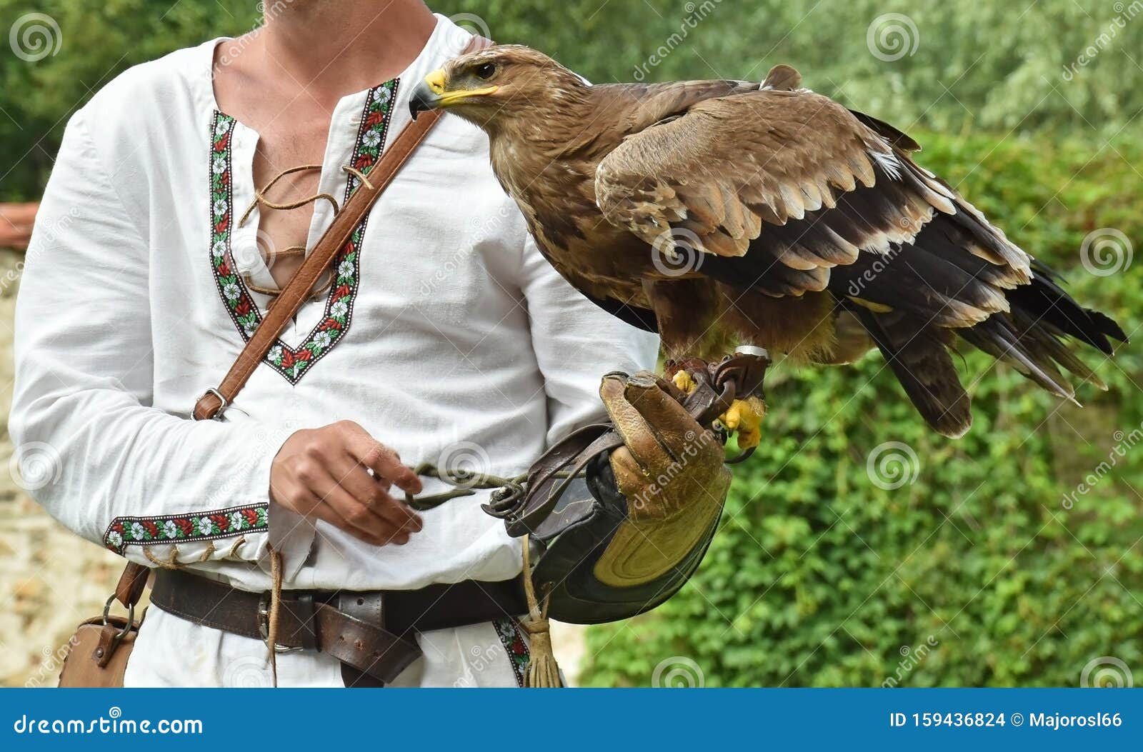 Nice Hawk on the Hand Outdoors Stock Photo - Image of nature, holding ...