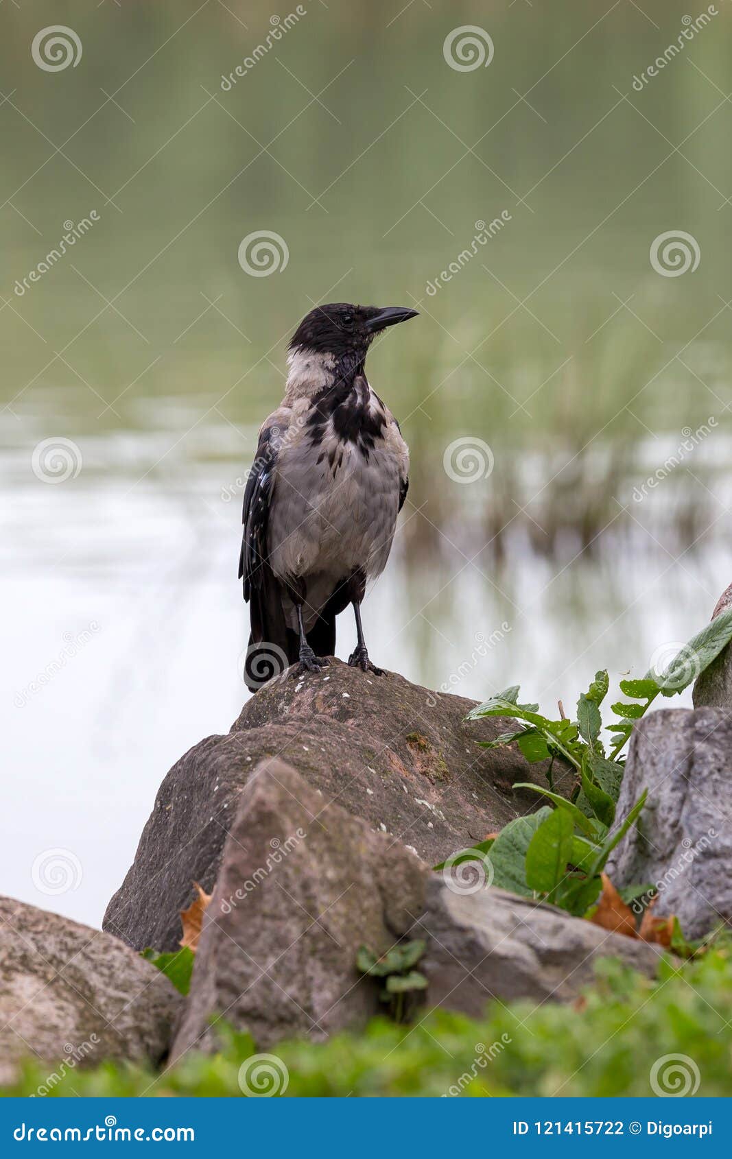 Nice hooded crow on a rock stock photo. Image of rock - 121415722