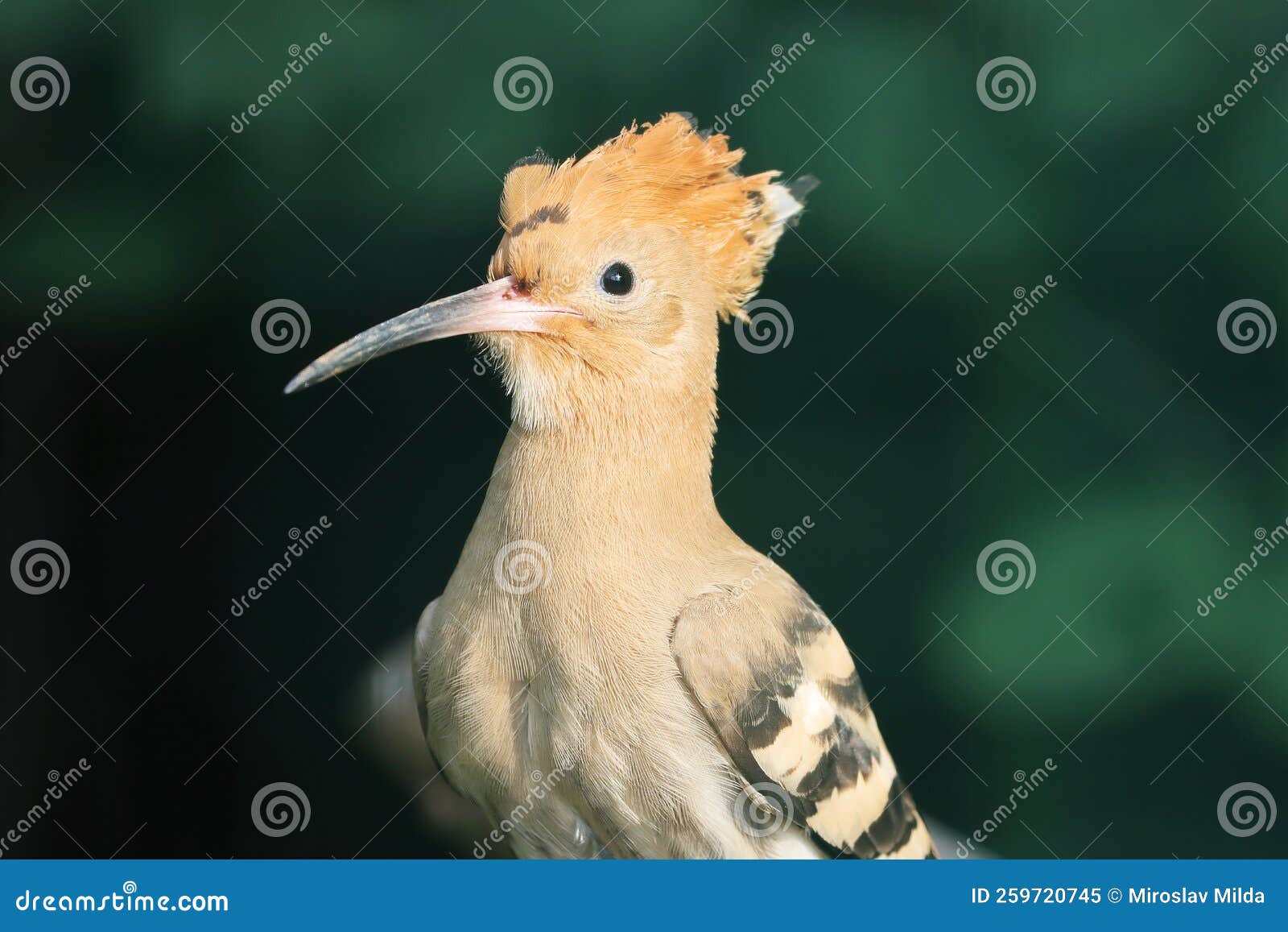 Nice hoopoe bird detail stock image. Image of animal - 259720745