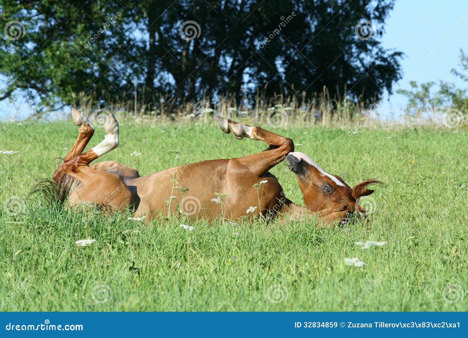 Nice horse rolling stock image. Image of equestrian, equine - 32834859