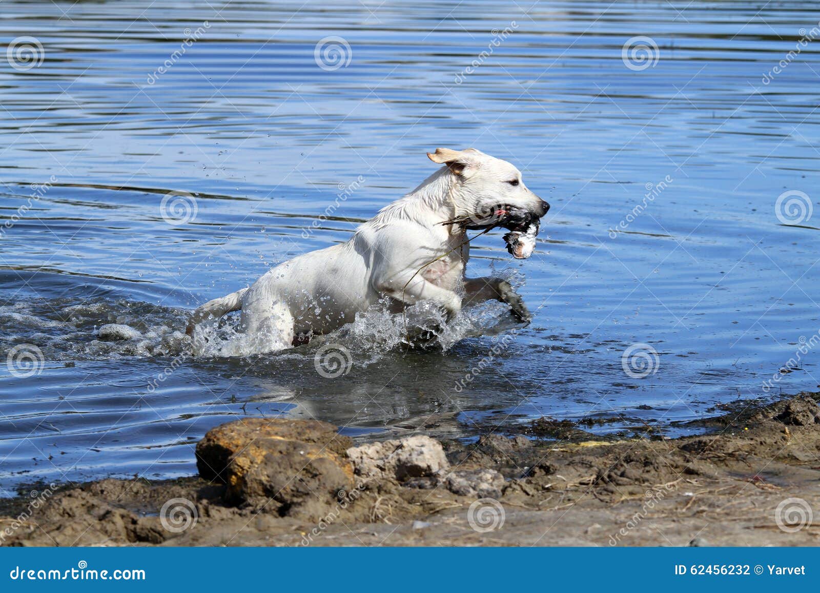 Nice hunting labrador stock photo. Image of training - 62456232