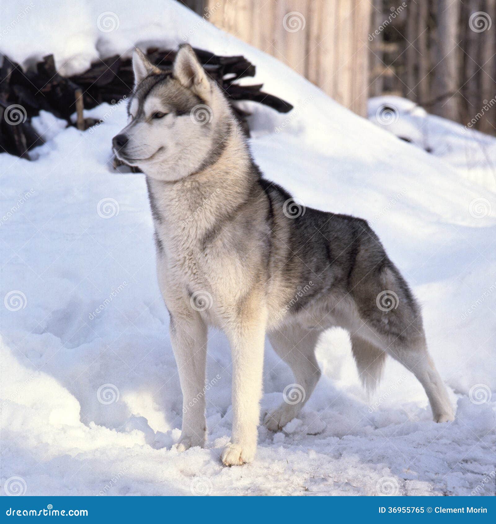 Nice husky dog stock image. Image of nose, mammal, beautiful - 36955765