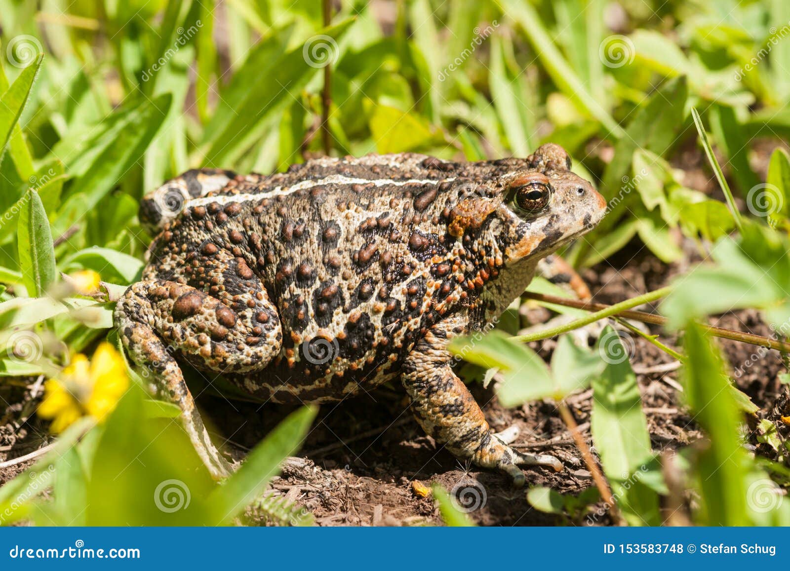 Boreal Toad - Bufo Boreas - Chubby One Stock Photo - Image of crawly ...
