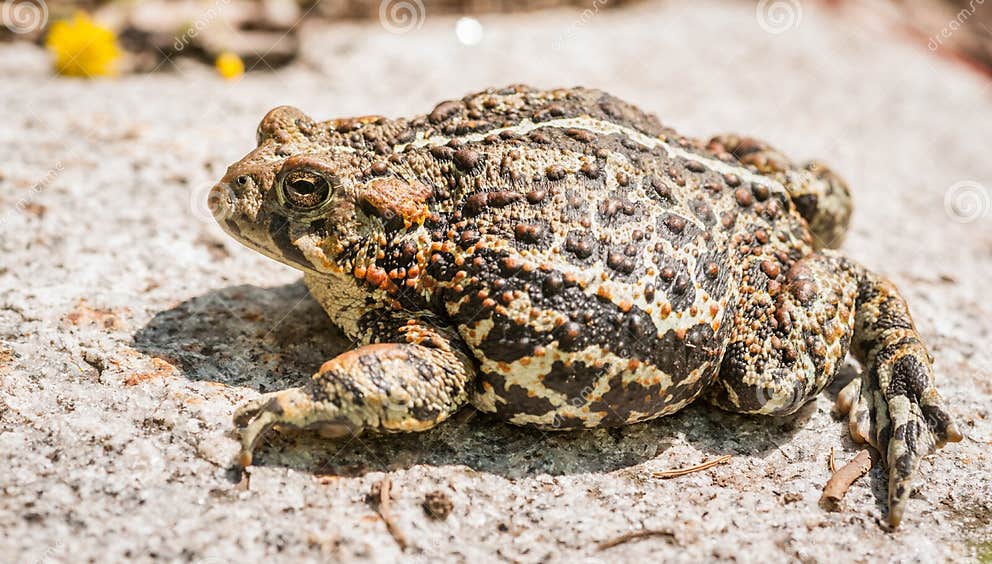 Fat Boreal Toad - Bufo Boreas Stock Image - Image of warts, nice: 153583713