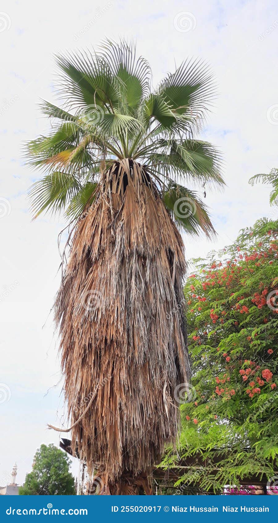 A nice image of palm tree stock image. Image of crop - 255020917
