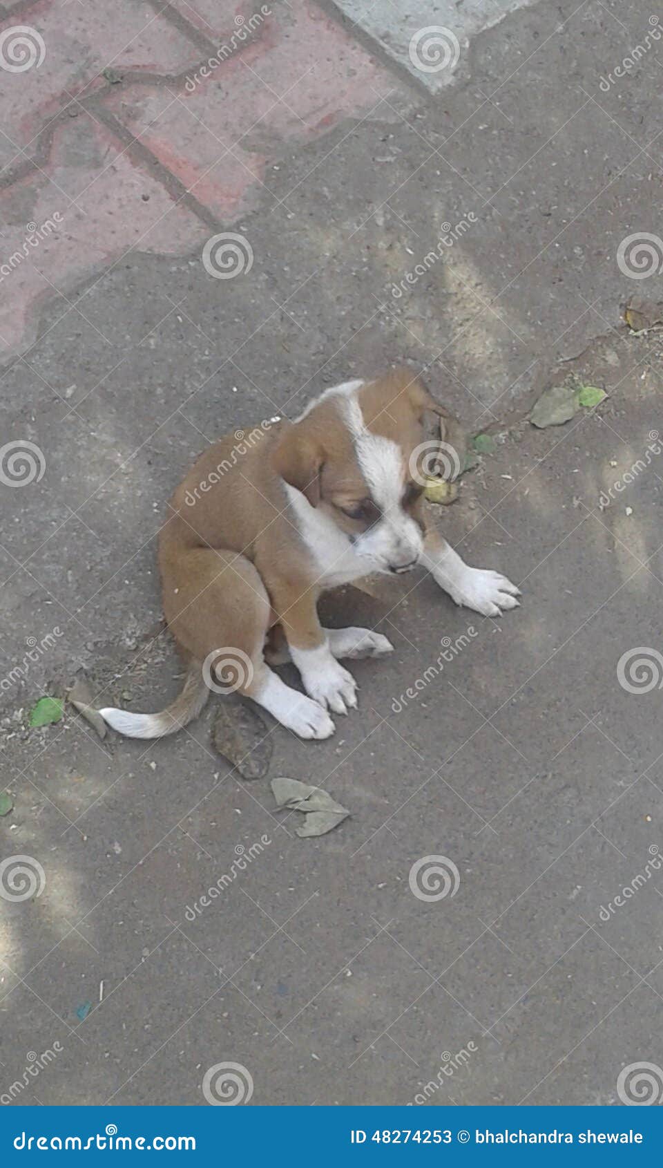 Nice innocent dog stock image. Image of looking, nice - 48274253