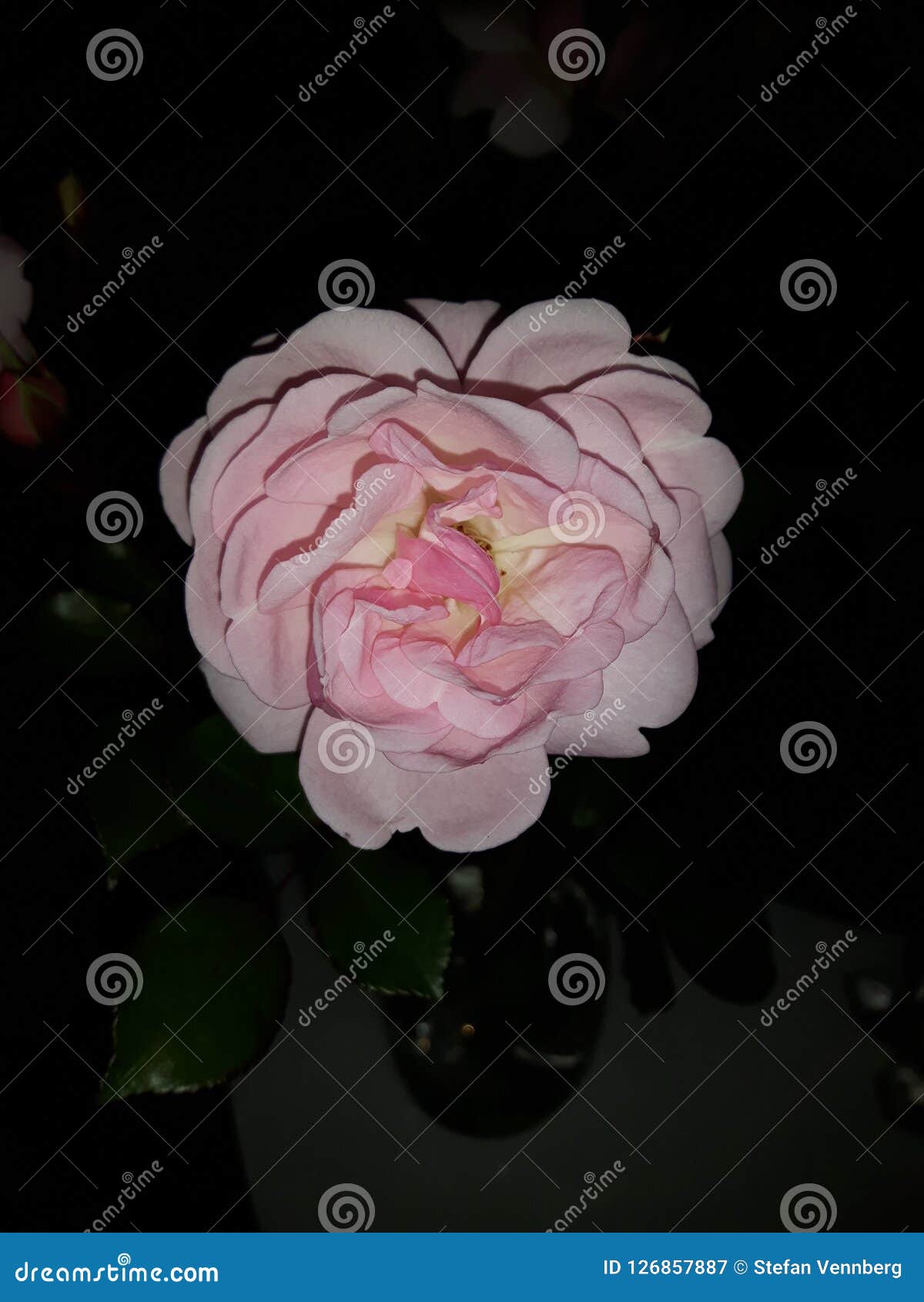Pink rose stock image. Image of rose, innocent, dark - 126857887