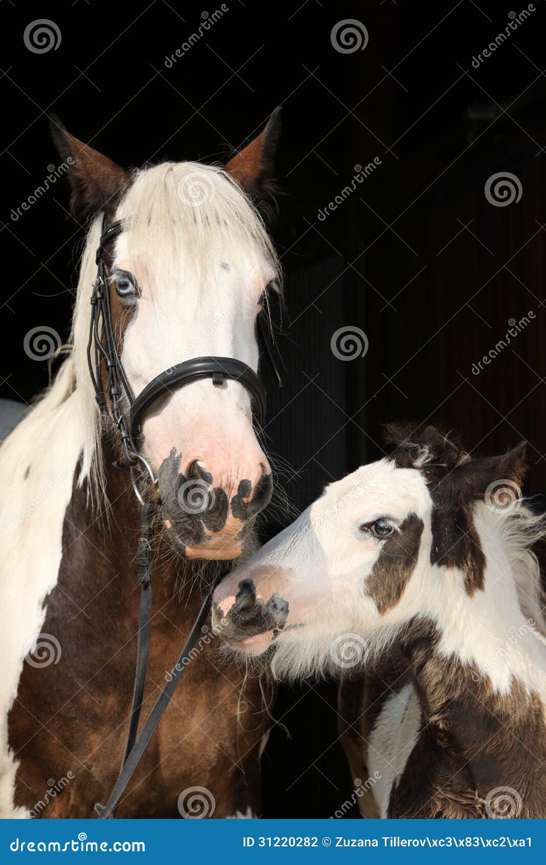 Nice Irish Cob Mare With Foal On Pasturage Stock Photo | CartoonDealer ...