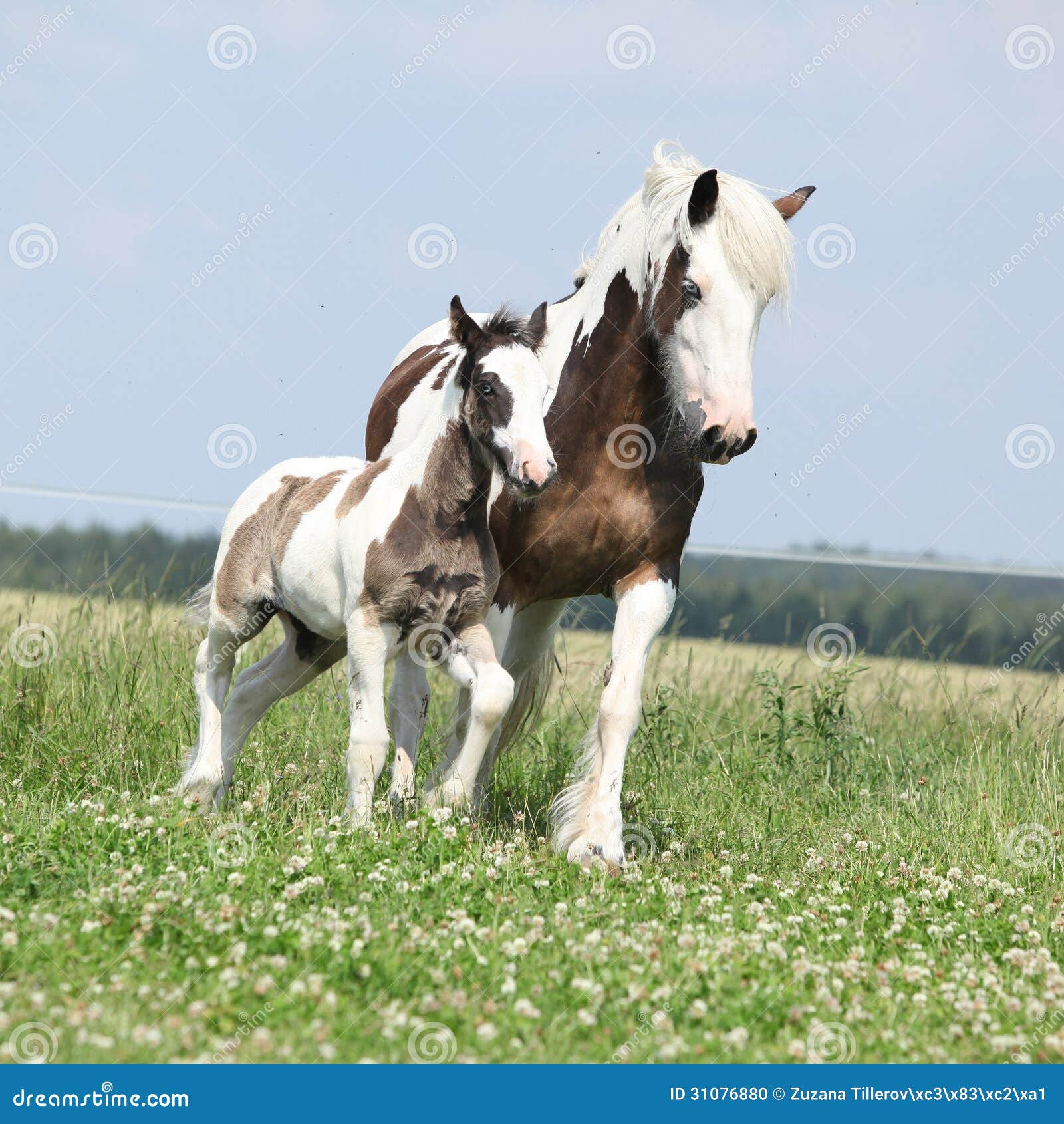 Nice Irish Cob Mare with Foal on Pasturage Stock Photo - Image of mare ...
