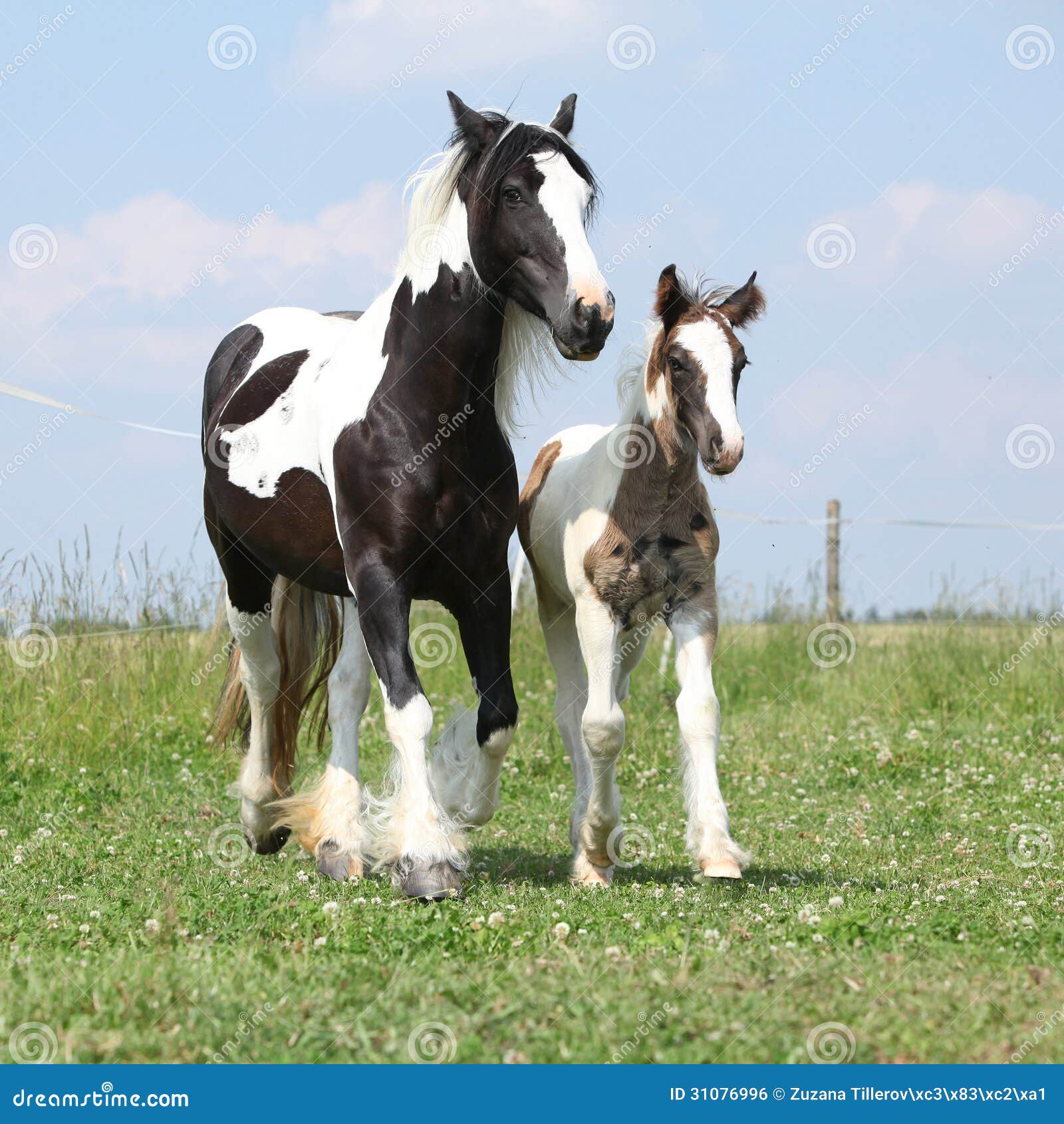 Nice Irish Cob Mare with Foal on Pasturage Stock Photo - Image of foal ...