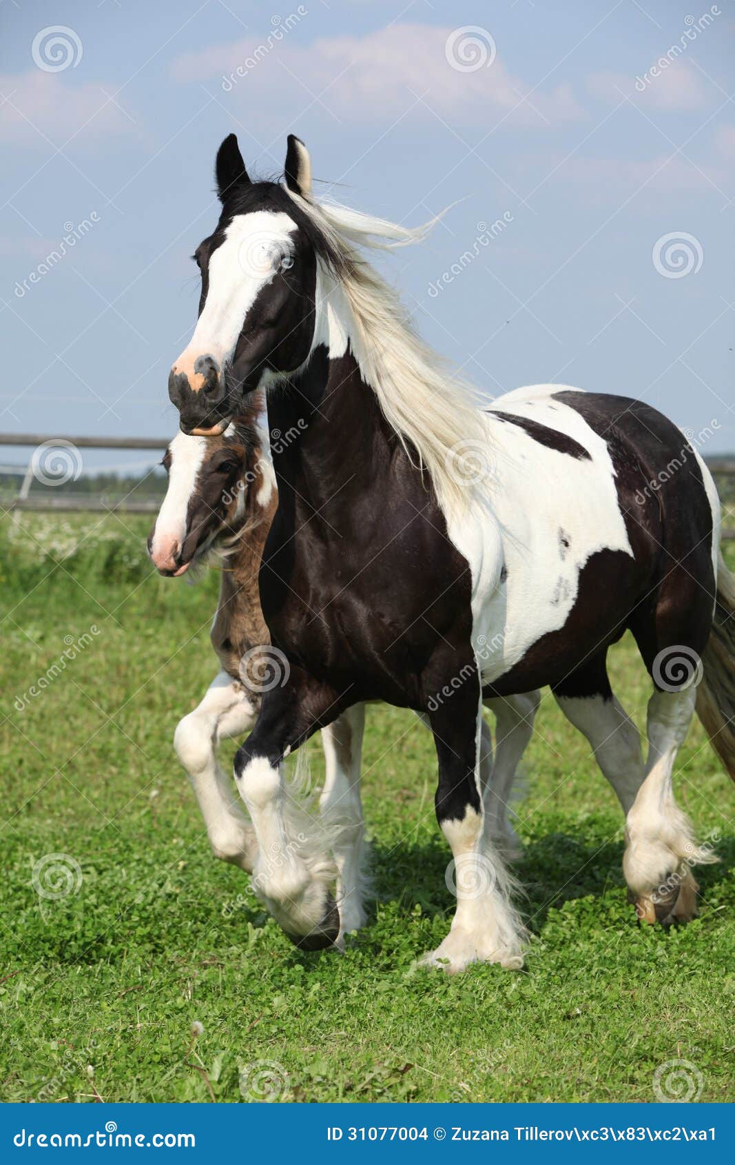 Nice Irish Cob Mare with Foal on Pasturage Stock Photo - Image of move ...