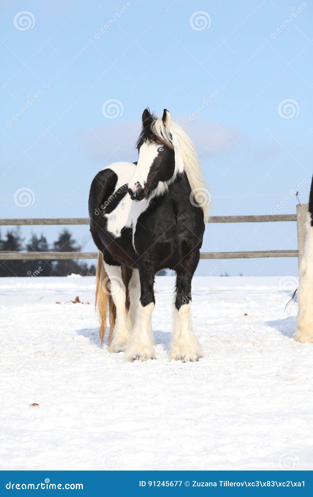 Nice Irish Cob Mare in Winter Stock Image - Image of grey, domestic ...