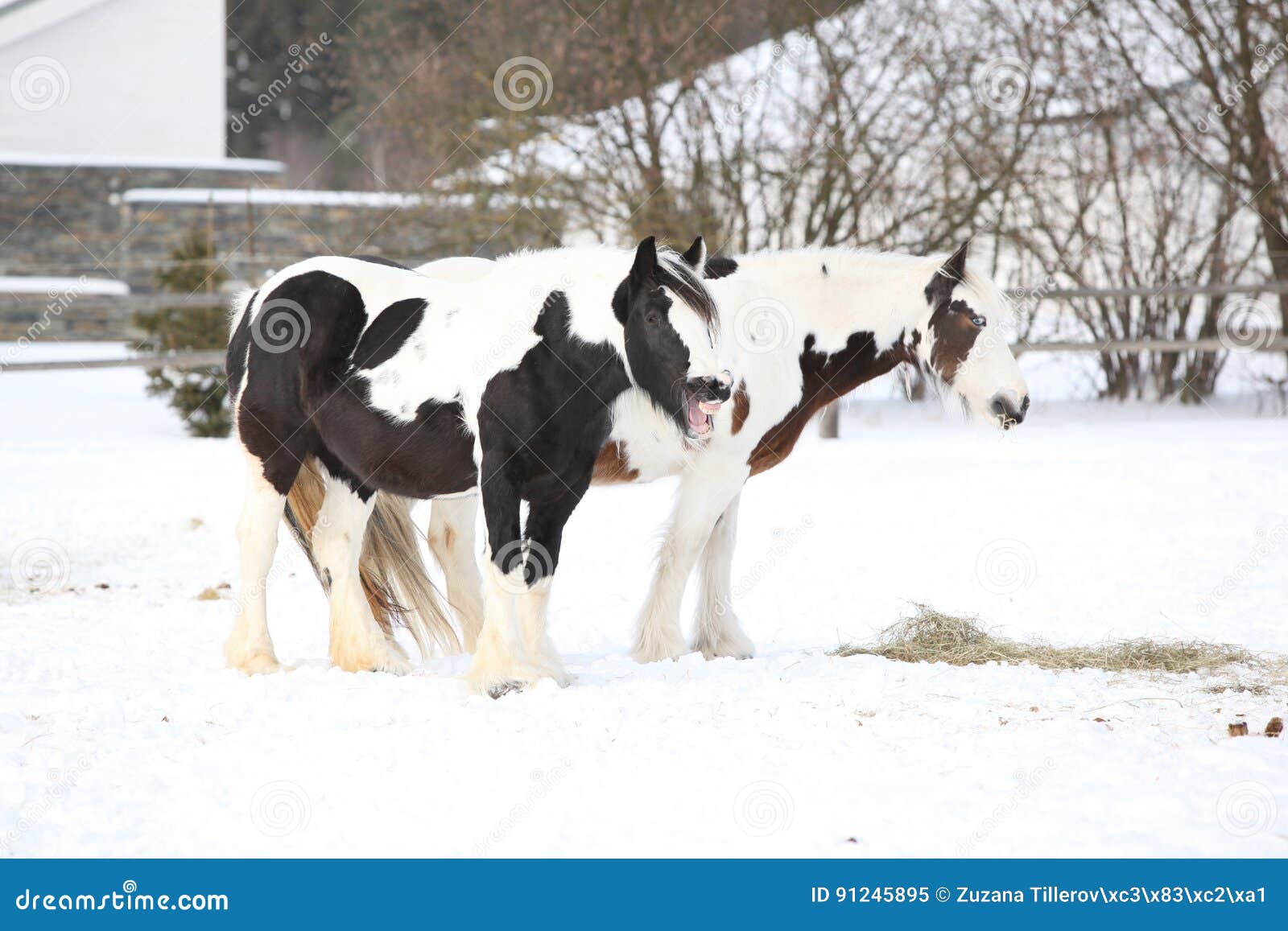 Nice Irish Cob Mares in Winter Stock Image - Image of snowdrift, stand ...