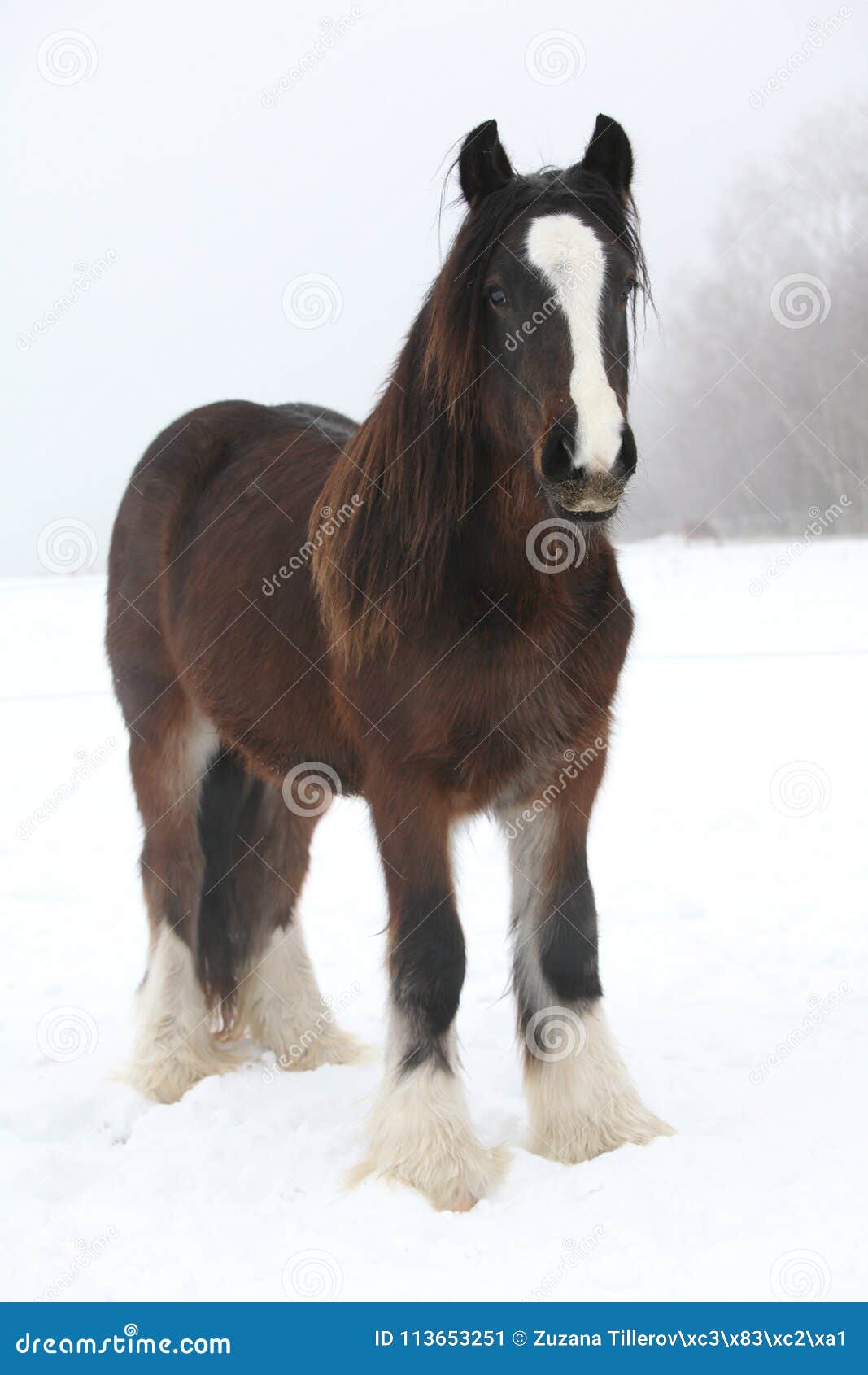 Nice Irish Cob Mare With Foal On Pasturage Stock Photo | CartoonDealer ...