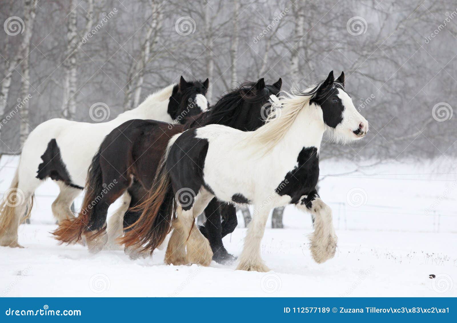 Nice Irish Cobs Running in Winter Stock Image - Image of fast, herd ...