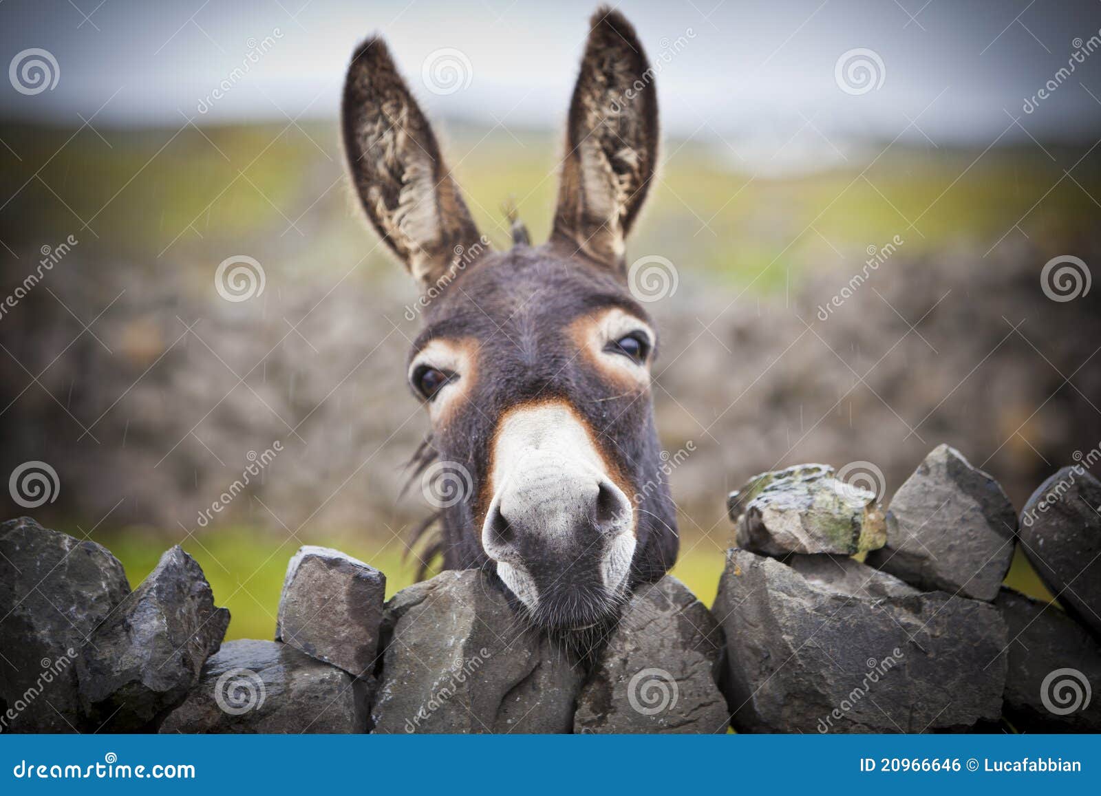 Nice Irish Donkey Behind a Stone Wall Stock Photo - Image of cute ...
