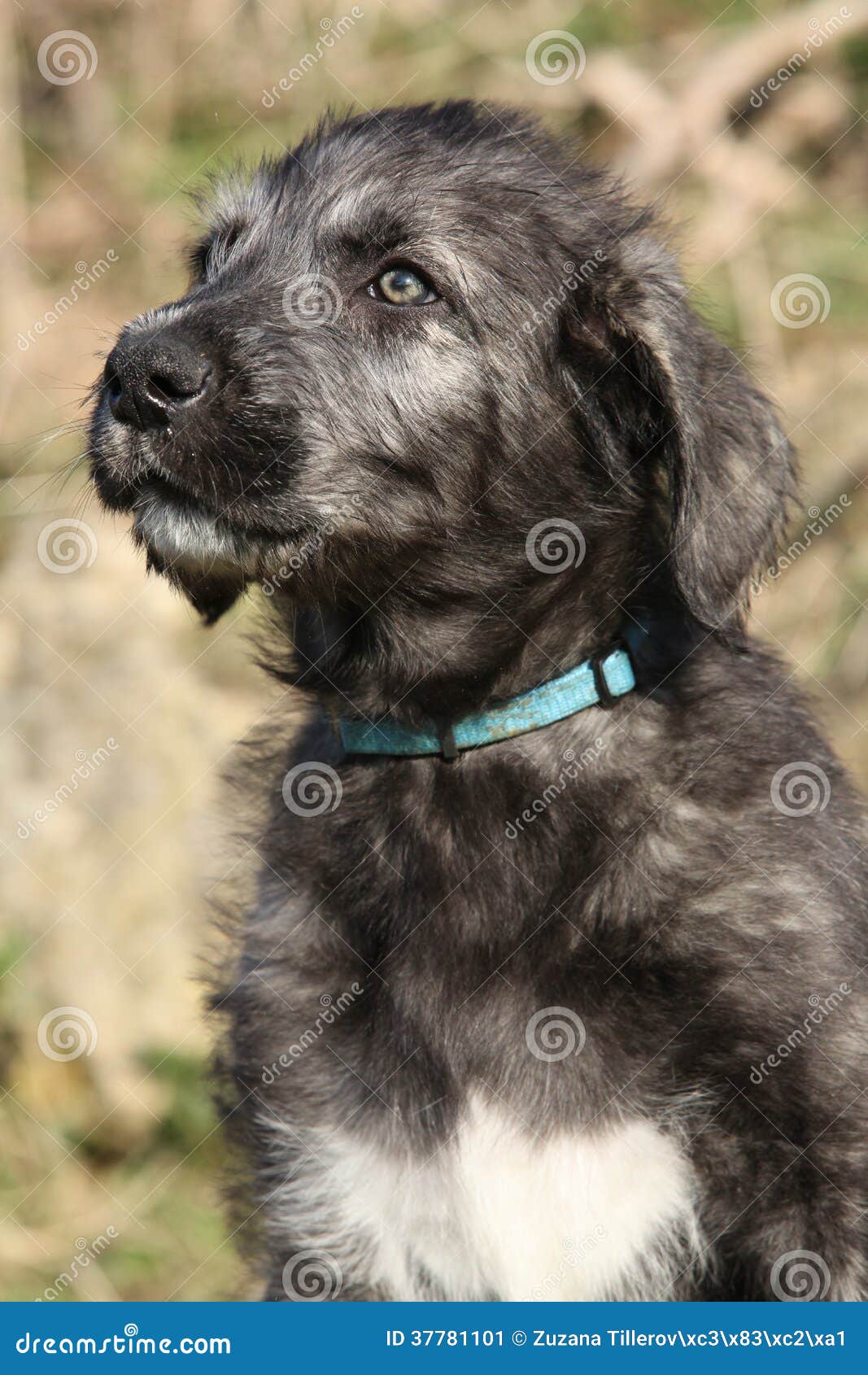 Nice Irish Wolfhound puppy stock image. Image of carnivore - 37781101