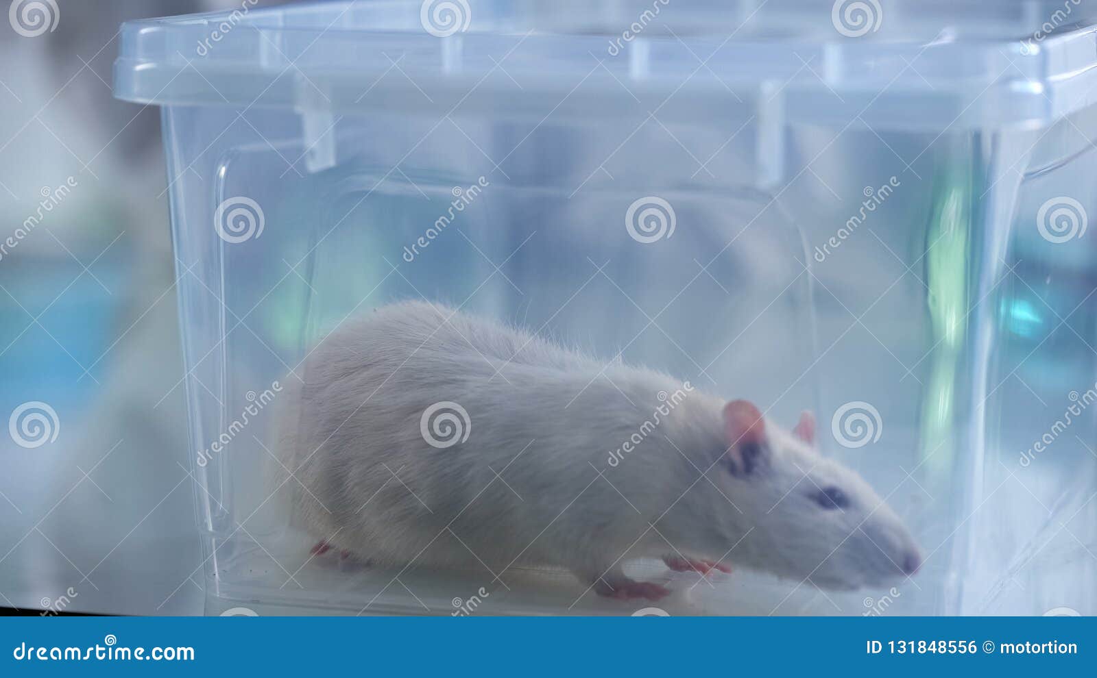 Nice Lab Rat in Plastic Box, Scientific Experiments, New Medication ...