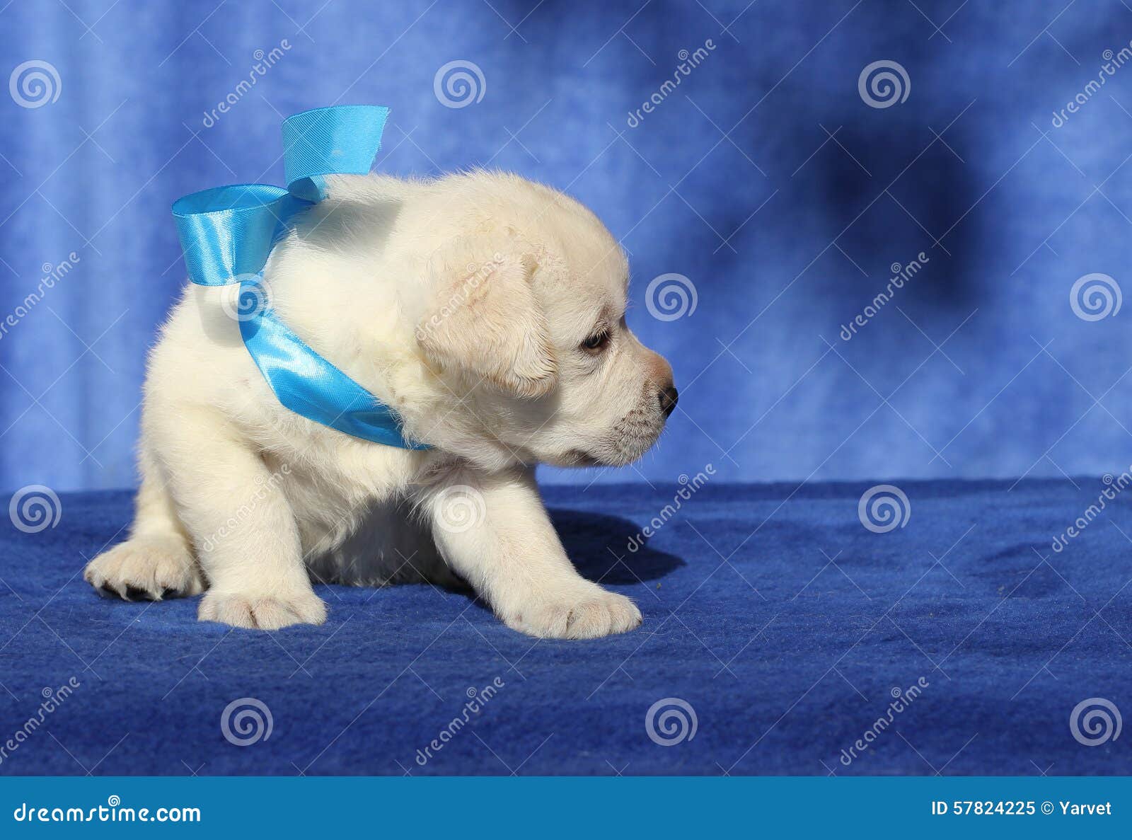 The Nice Labrador Puppy on a Blue Background Stock Image - Image of ...