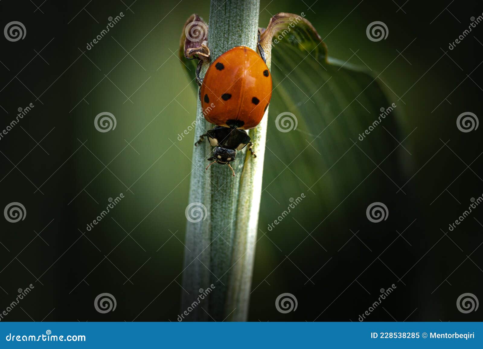 Ladybug Runs Down The Stem Of A Plant, Coccinellidae, Arthropoda ...