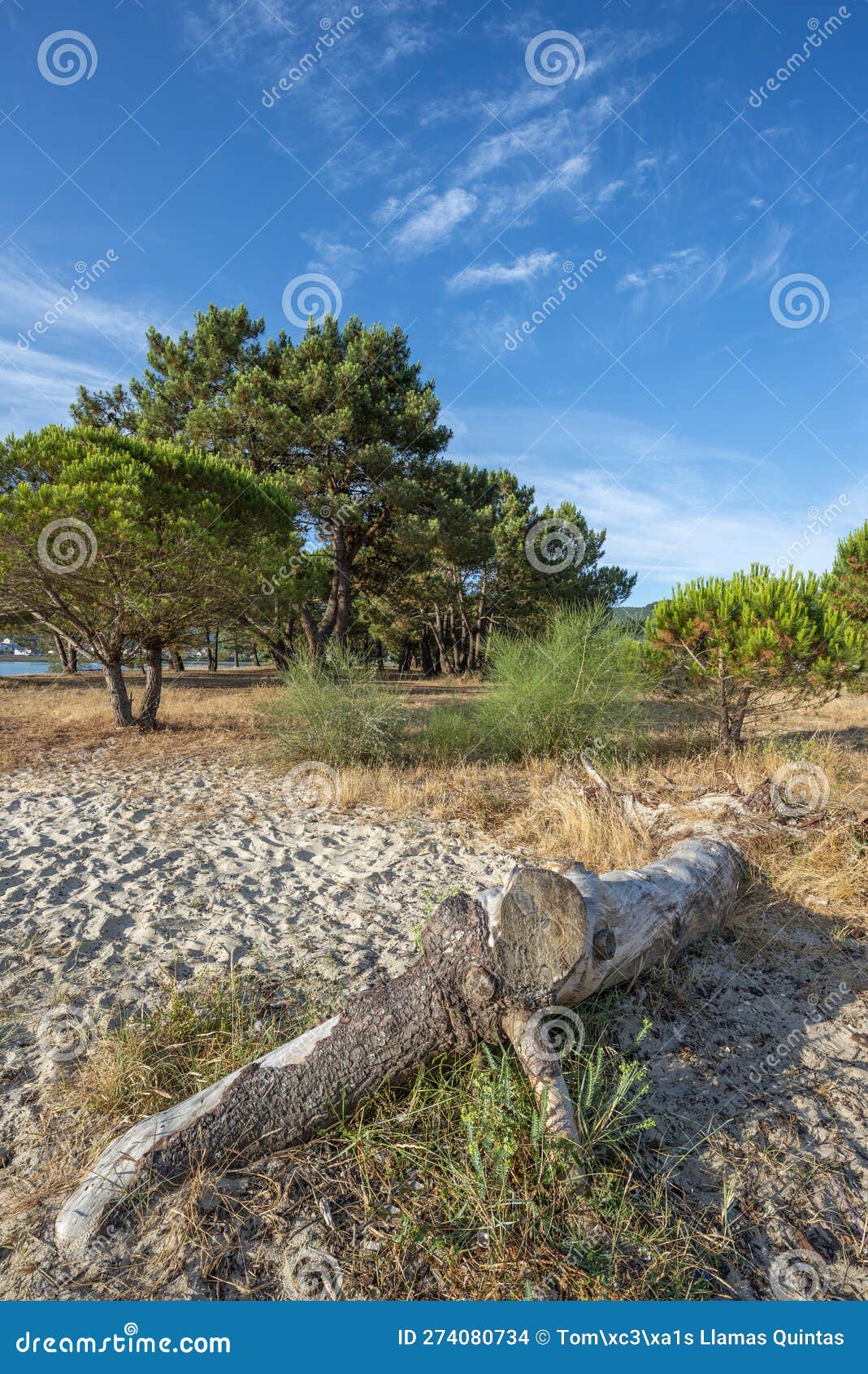 Nice Landscape of a Beach with Pine Trees, Logs and a Great Stock Photo ...