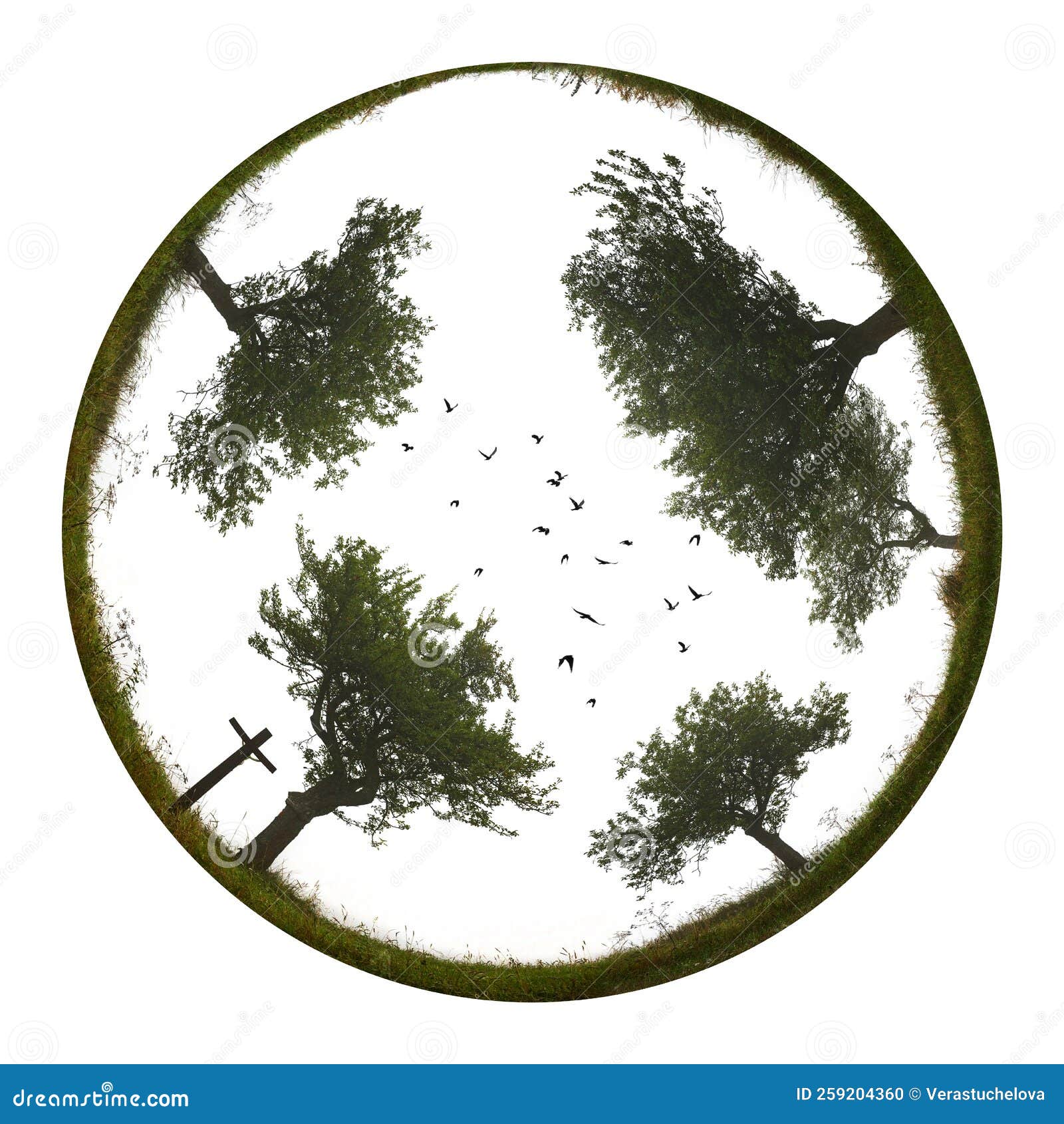 Circle Of Trees - A Cross-section Of Wood - Wood Texture With Saw Cut A ...