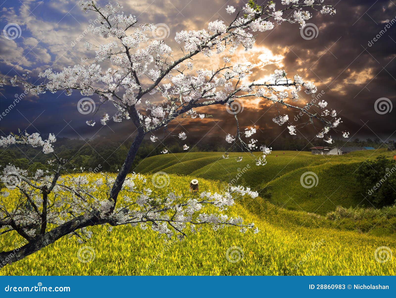 Nice landscape with sakura stock image. Image of outdoors - 28860983