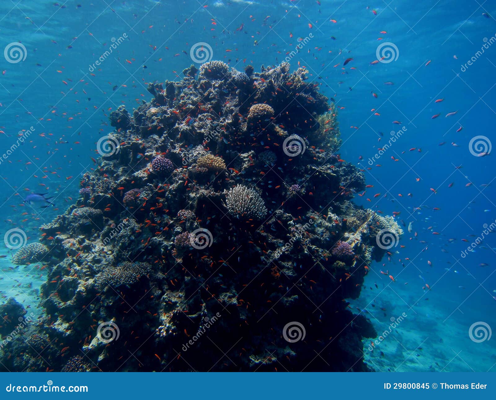 Reef in the blue sea stock image. Image of color, dream - 29800845