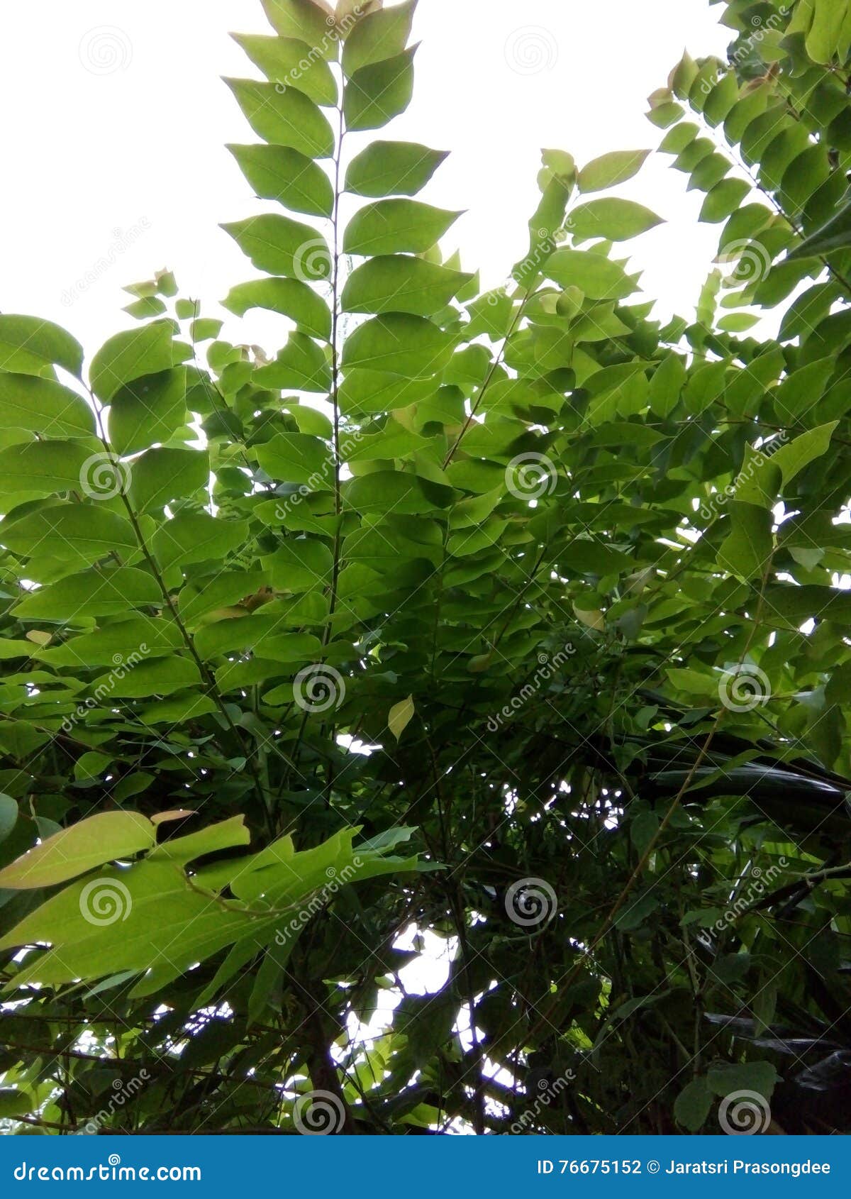 Nice leaf background stock photo. Image of background - 76675152