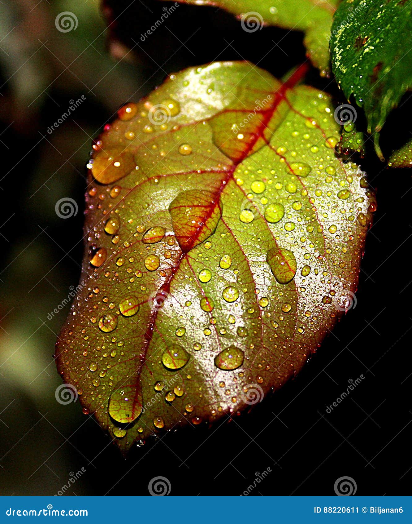 Nice leaf stock image. Image of gentle, drops, garden - 88220611