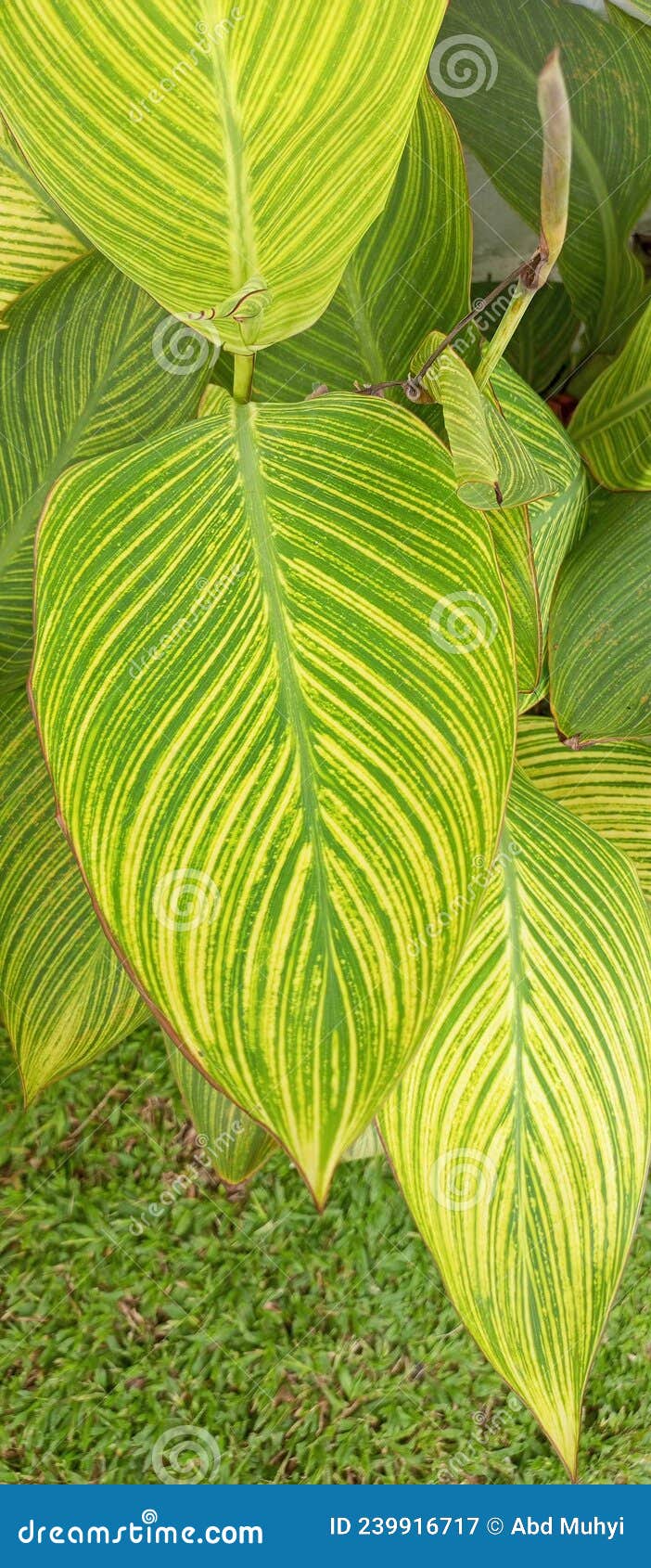 Nice leaf pictures stock image. Image of plant, produce - 239916717