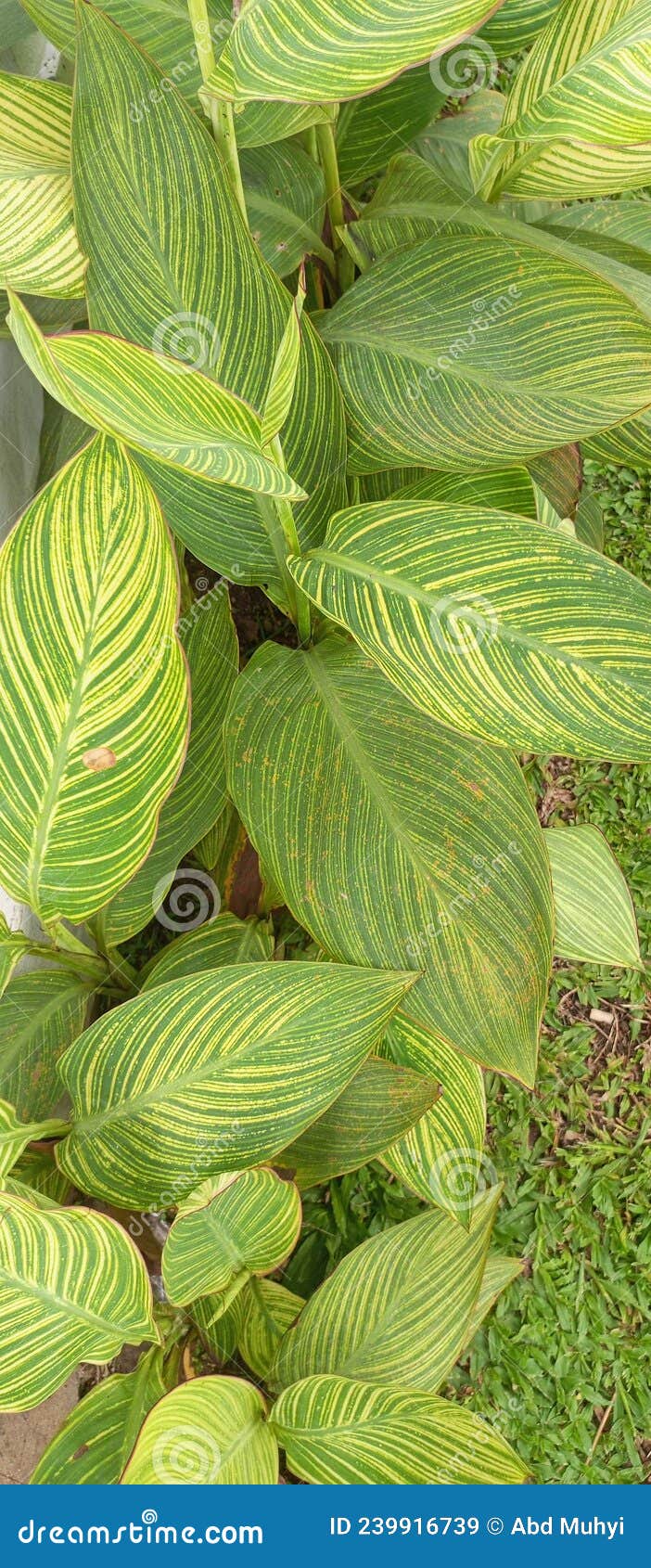 Nice leaf pictures stock image. Image of leaf, branch - 239916739