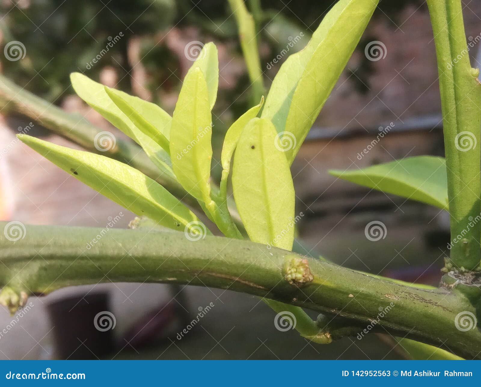 Nice leaf. stock image. Image of leaphoto, nice, village - 142952563