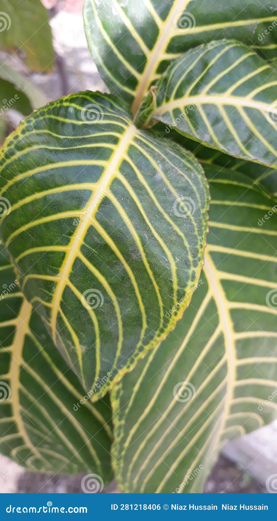 A Nice Leaves Picture in Plant Stock Photo - Image of food, green ...